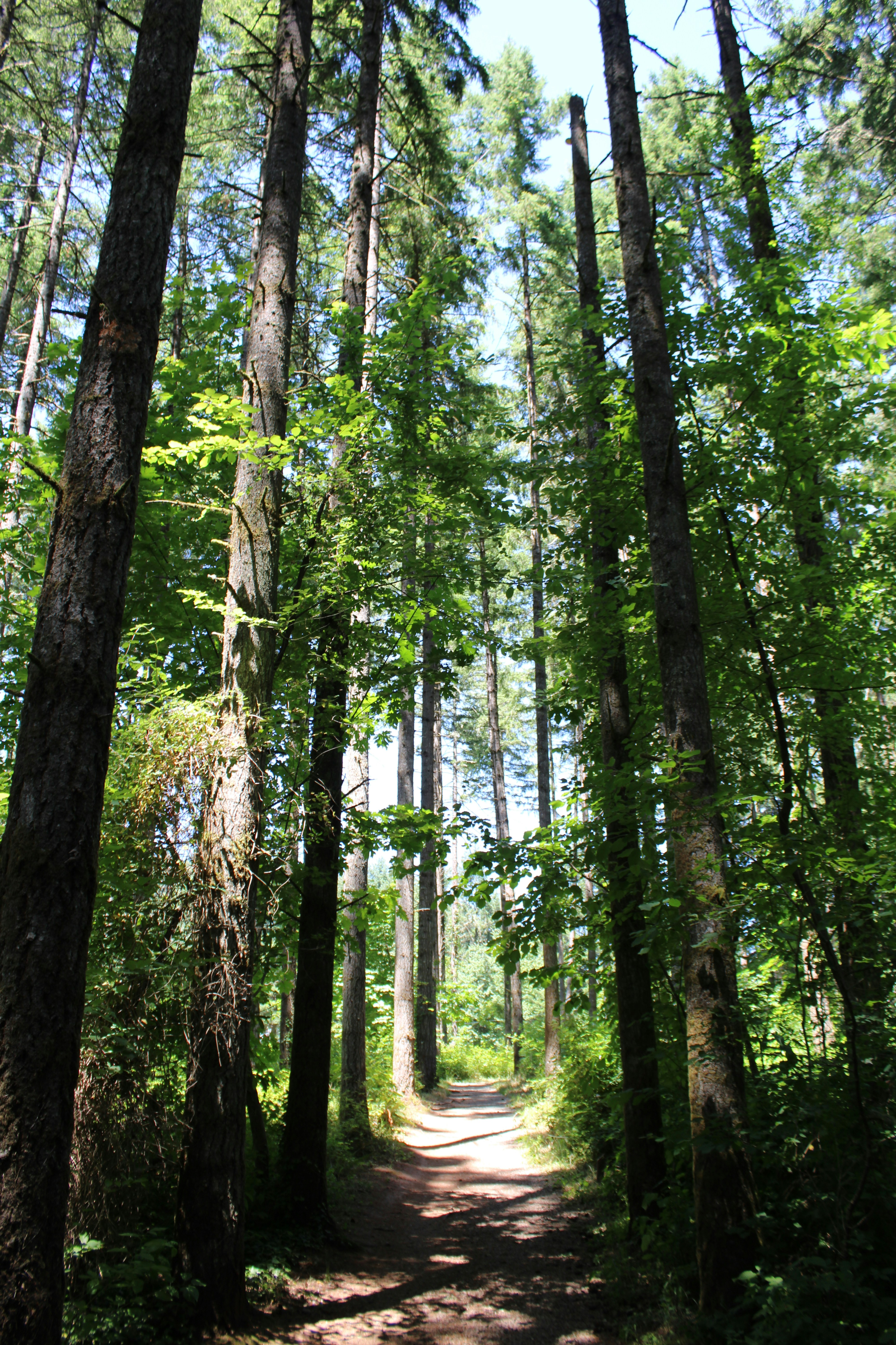 Path Through the Tall Pines: Light Filtering Down a Forest Corridor