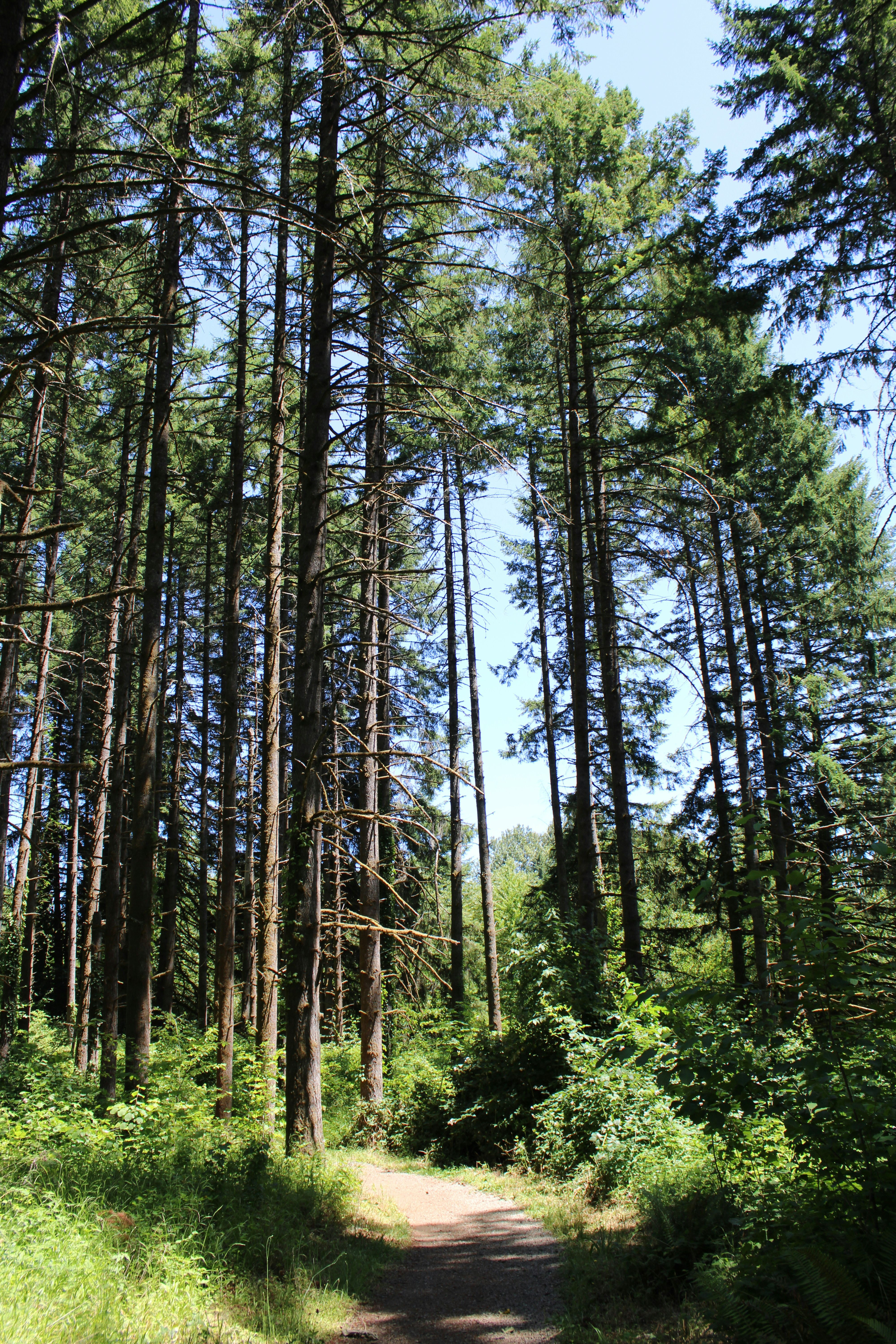 Sunlit Path Through Tall Pines