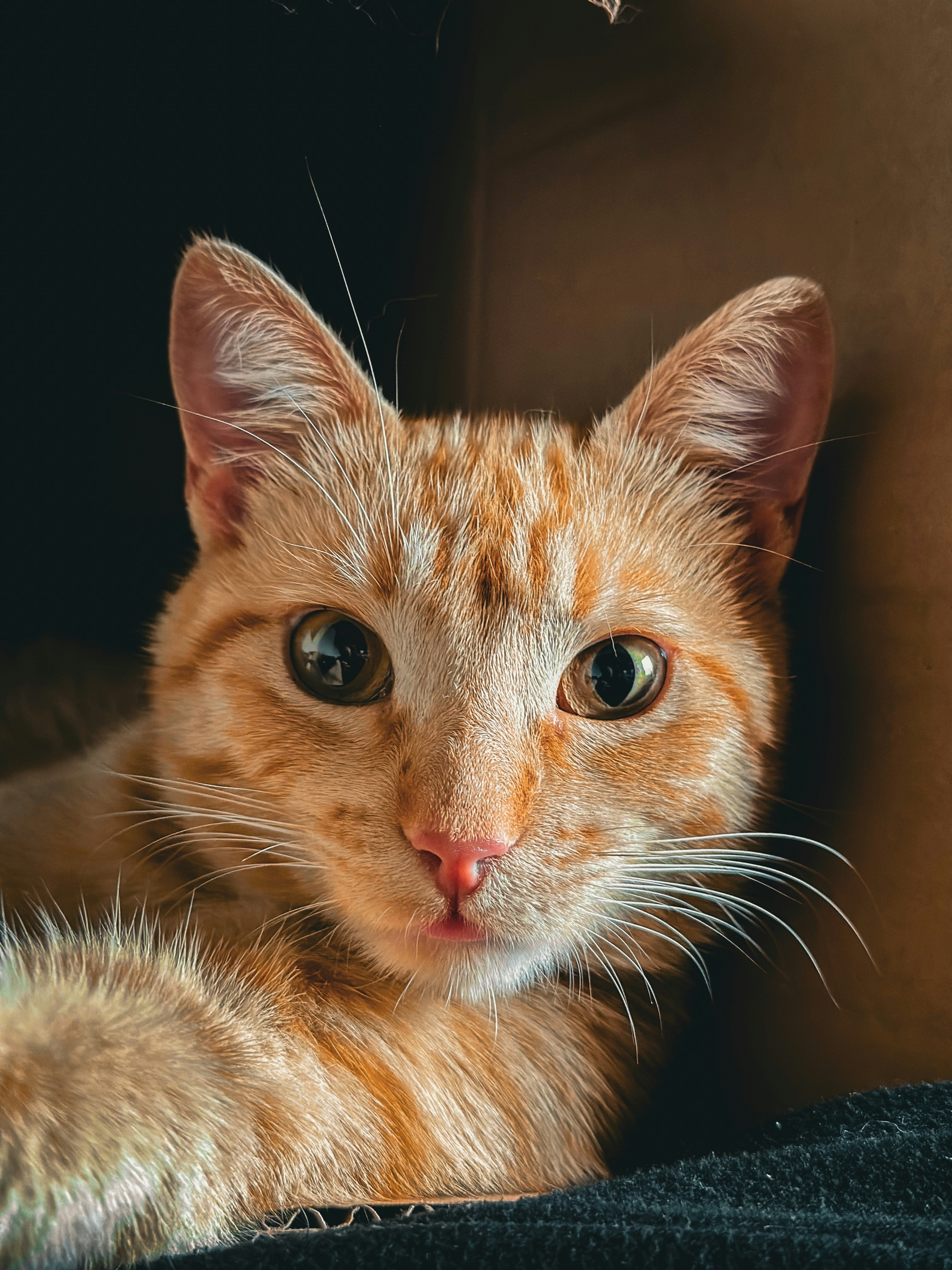 Amber Gaze: Close-Up of a Curious Cat