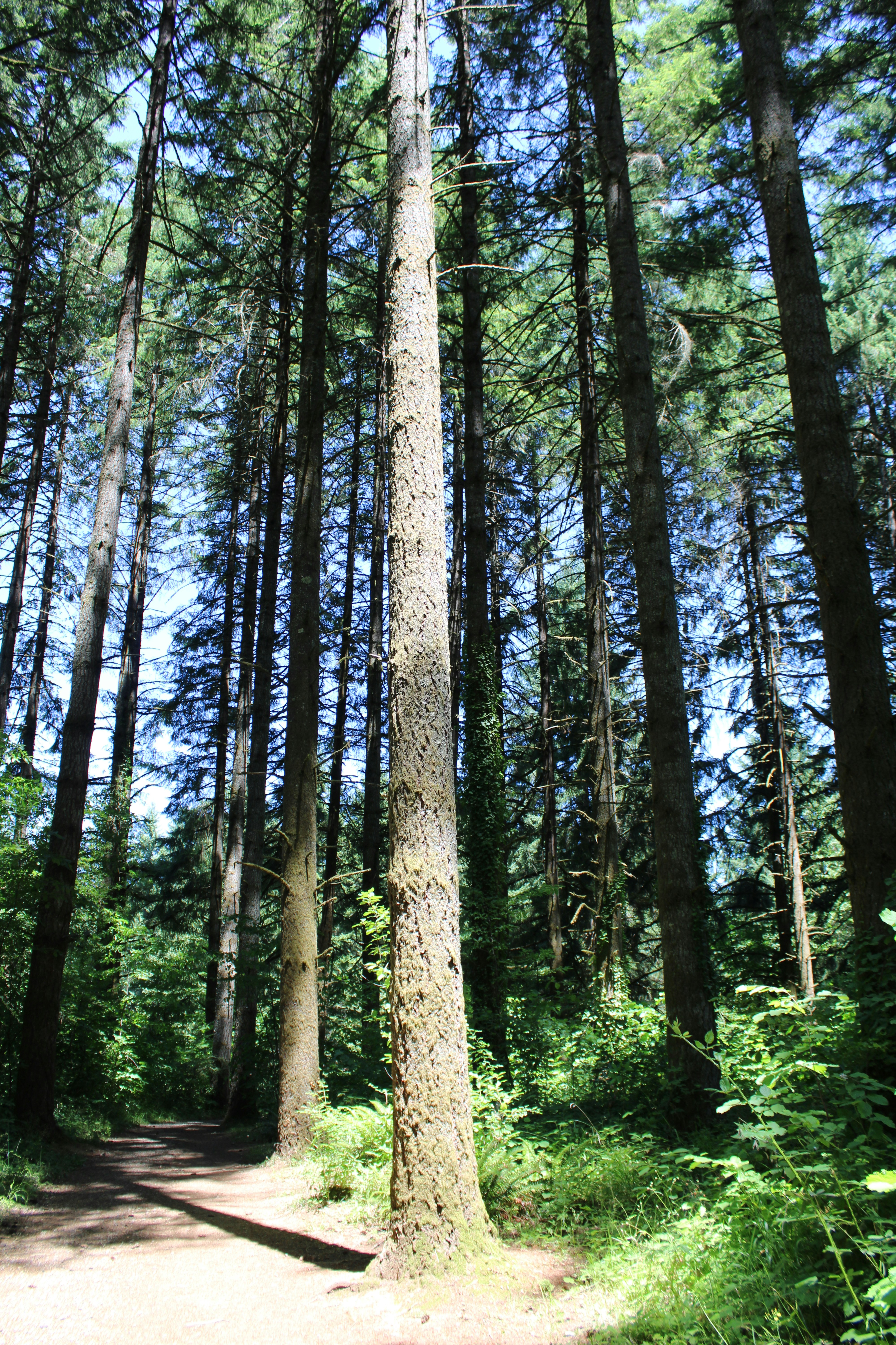Forest Spine: A Sunlit Path Winding Through Tall Pines