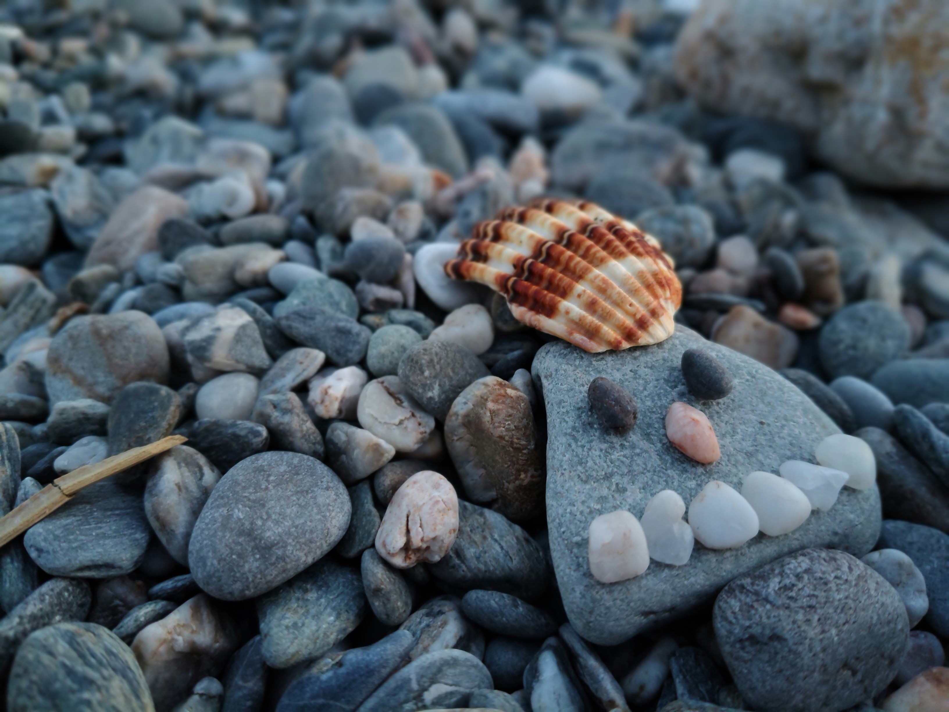 Pebble Crest: Shell on the Smooth Rock Facial