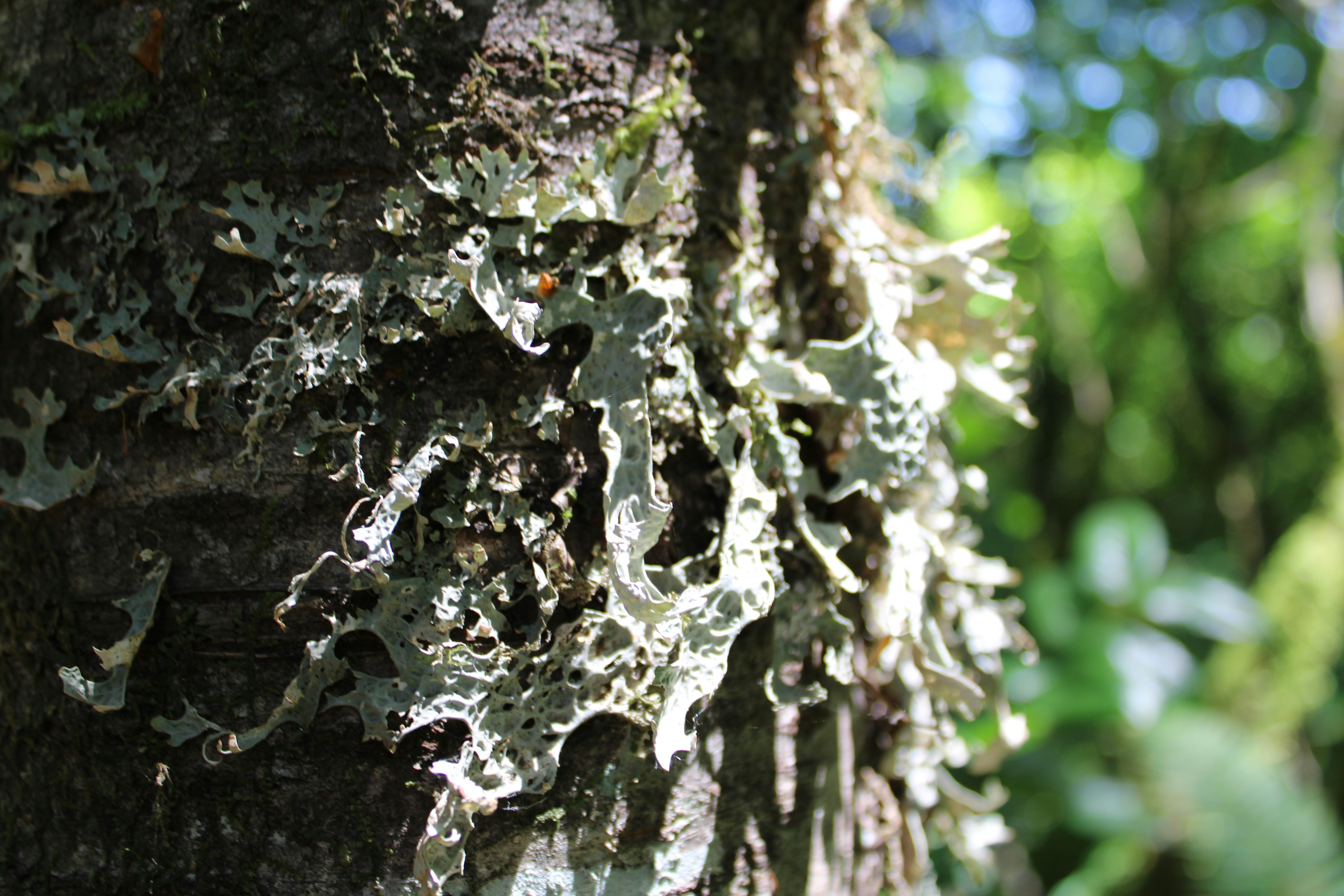Mossy Bark and Entangled Lichens: Macro Veins on Tree Canvas