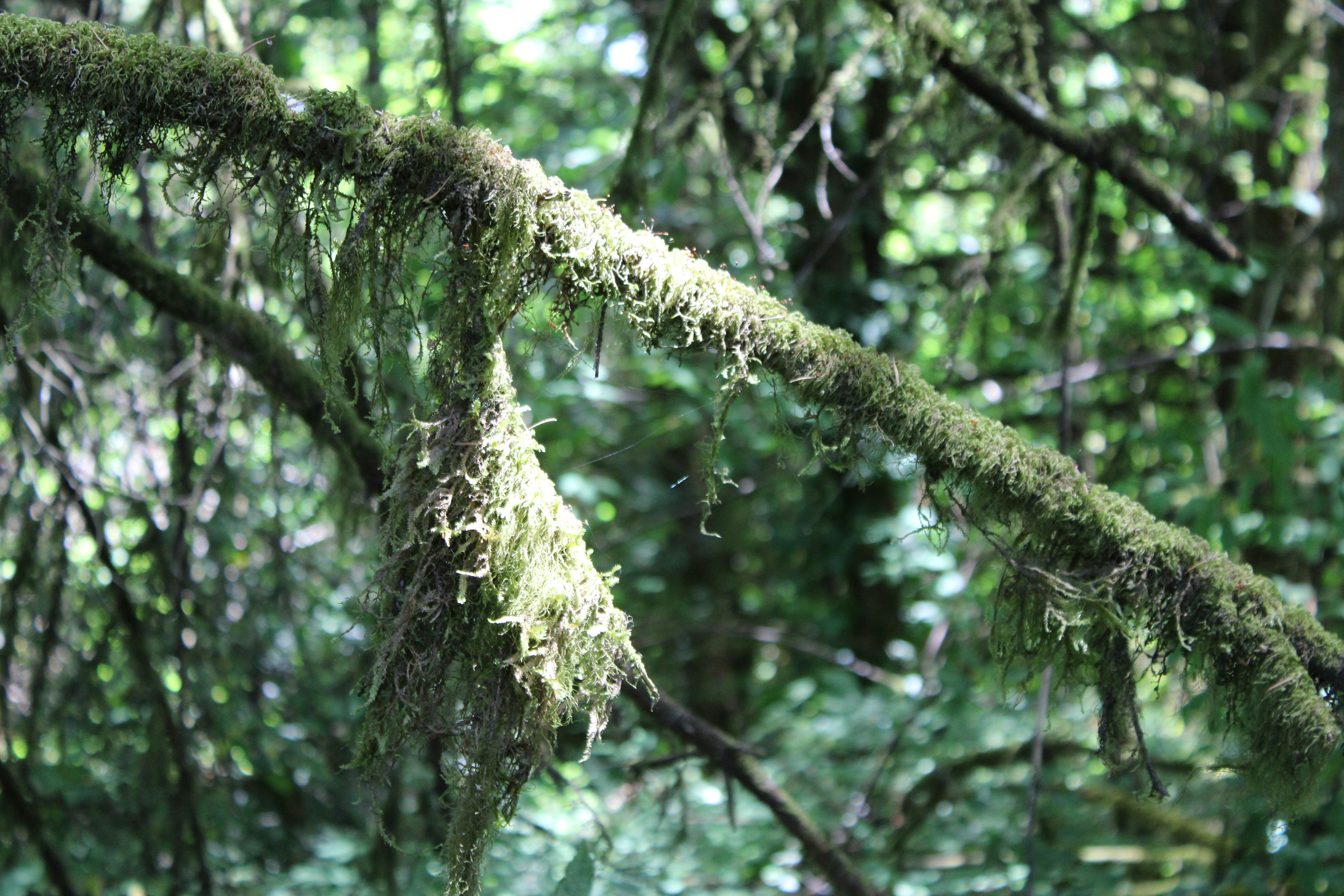Moss-Covered Branches in a Verdant Forest Corridor