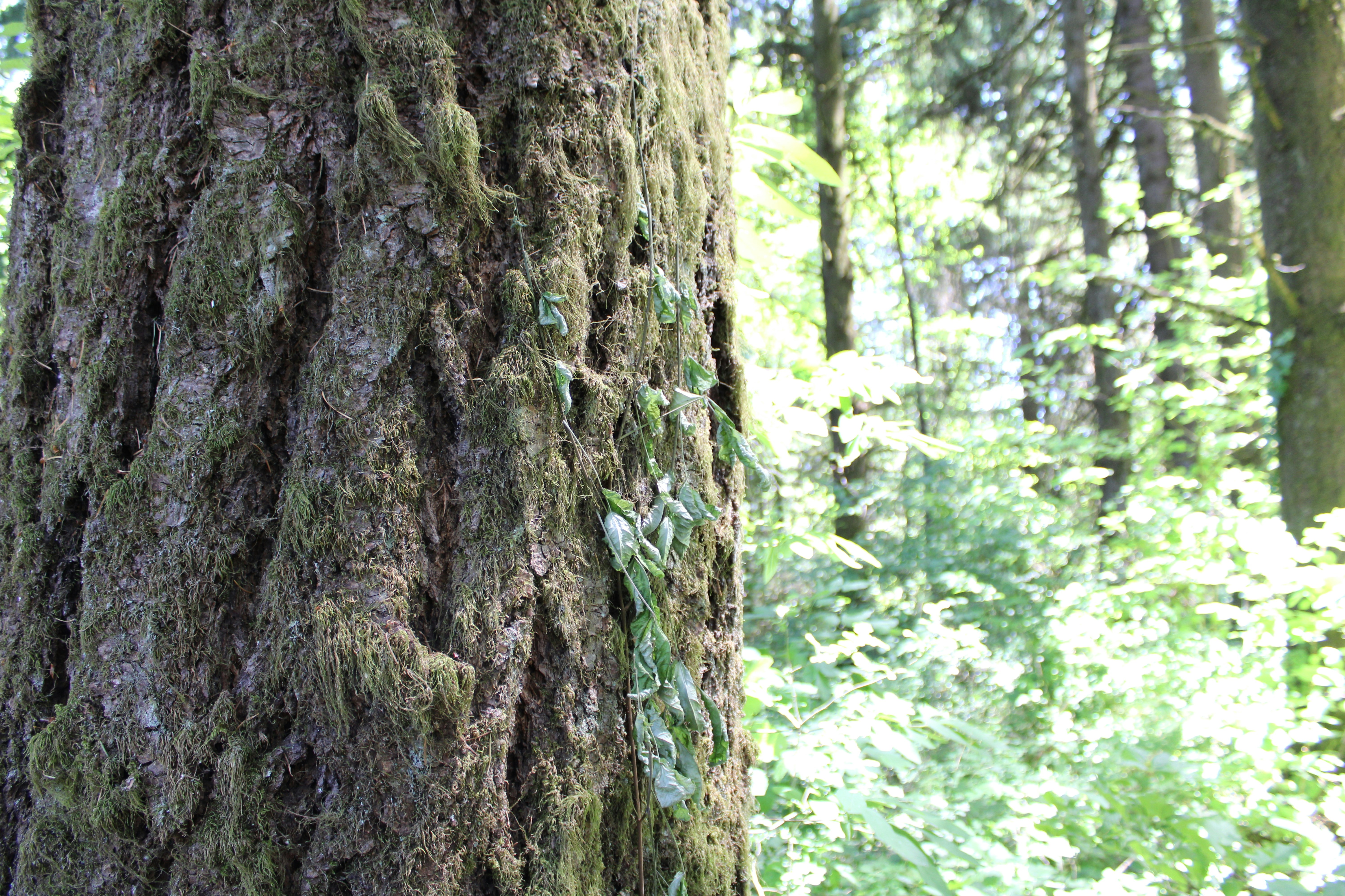 Moss-clad Bark: A Quiet Forest Portrait