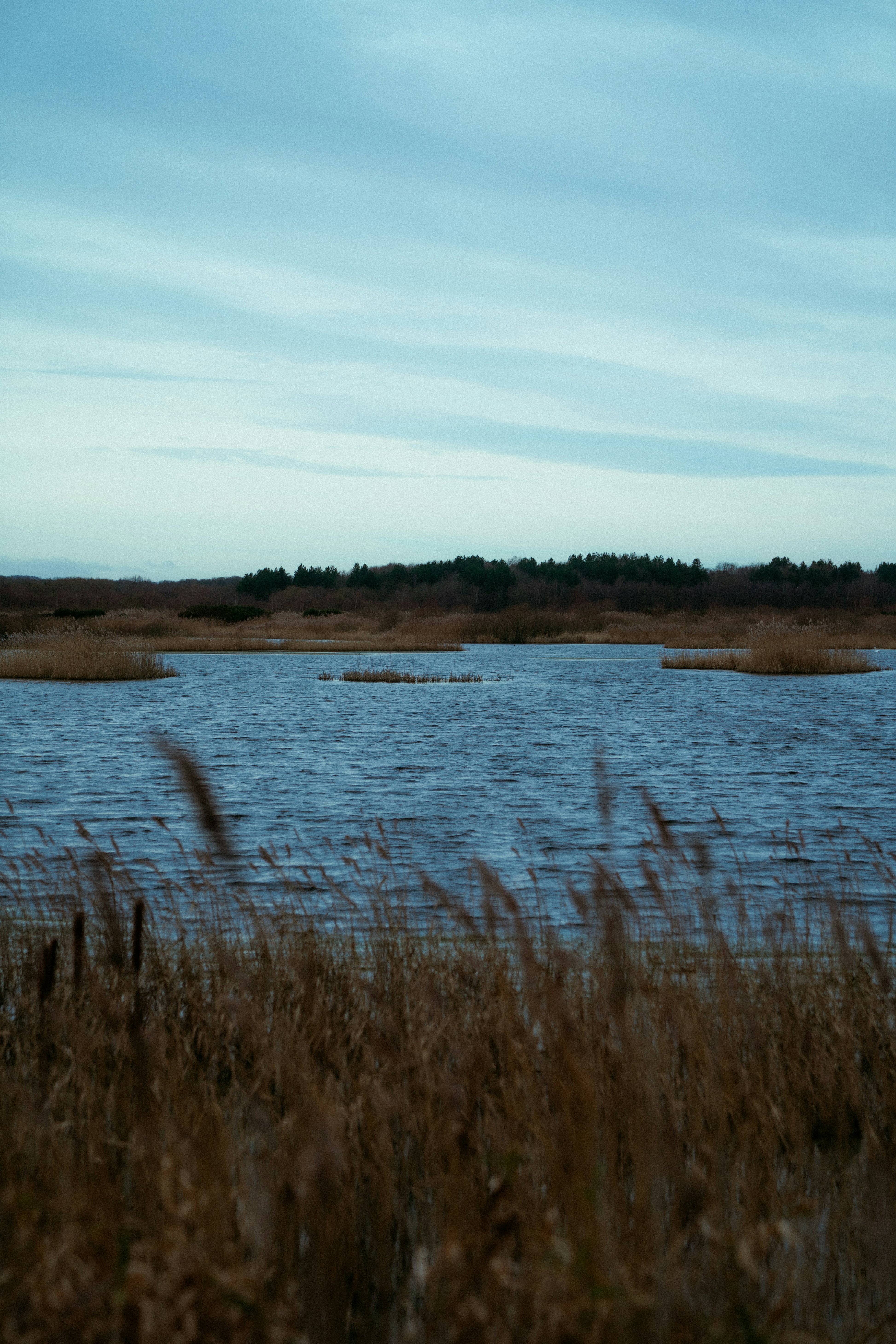 Wetland Horizon: Reeds Framing a Quiet Lake Under a Soft Blue Sky