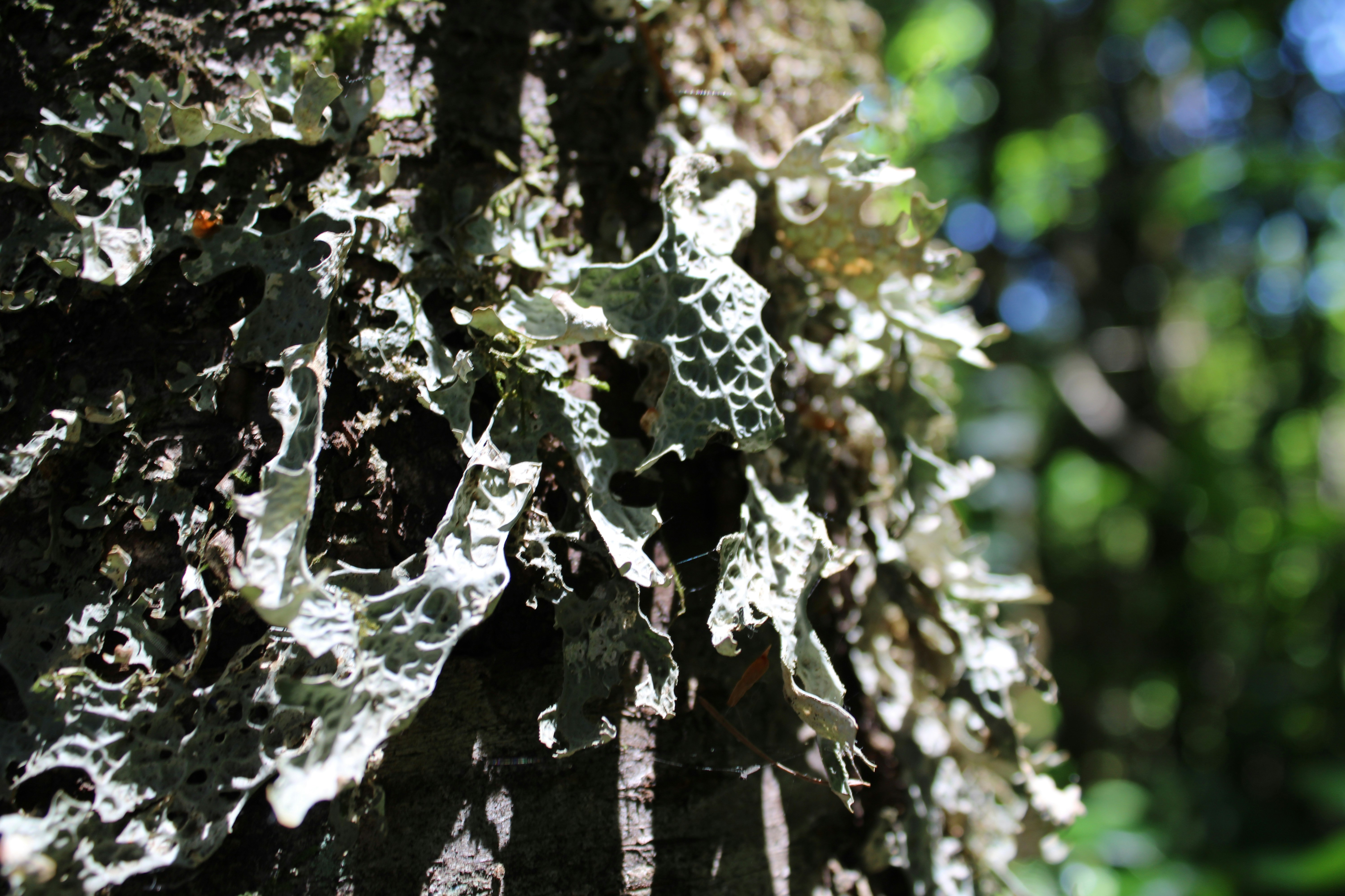 Mossy Ferns Clinging to Time-Worn Bark