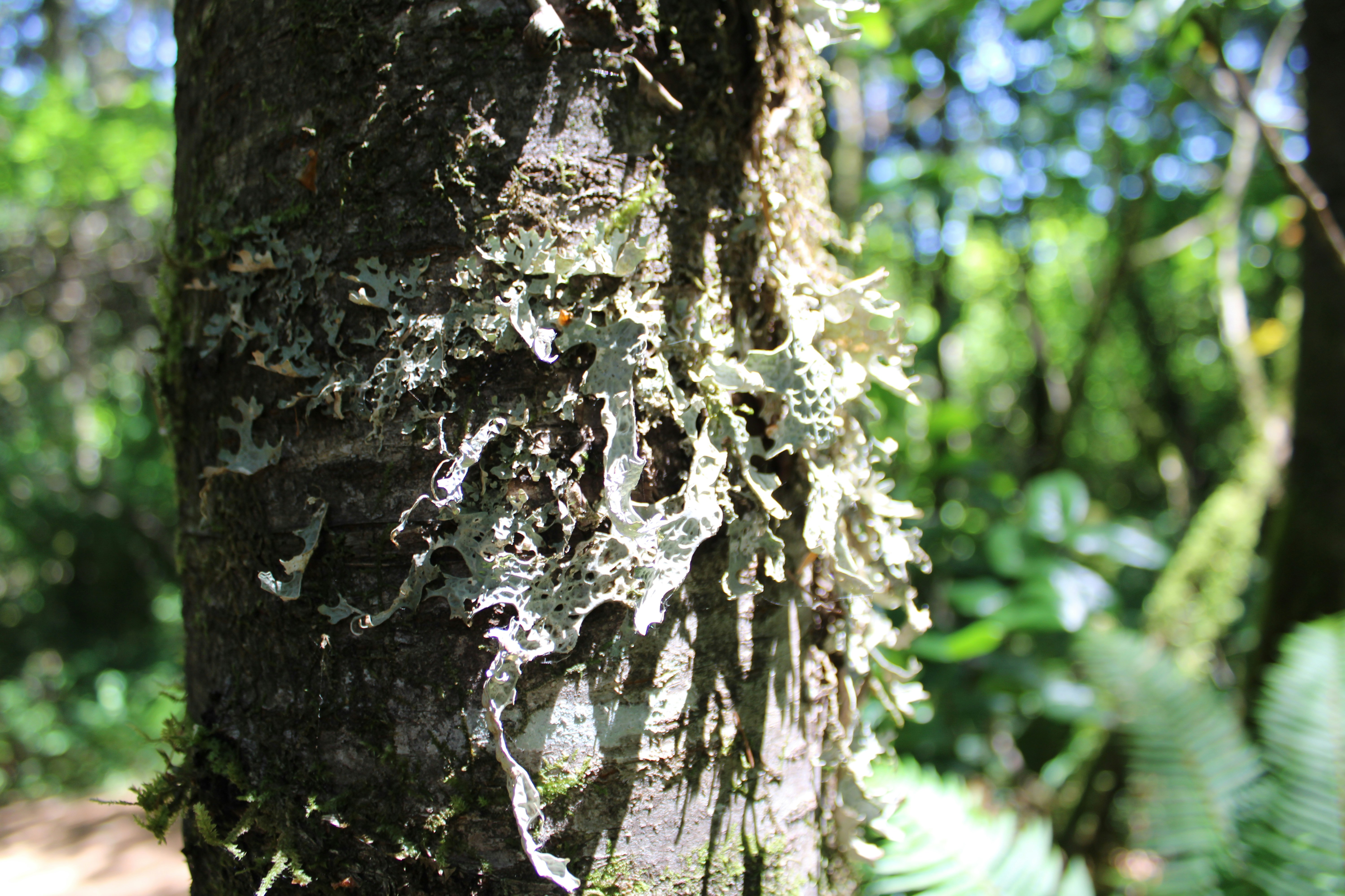 An eye-level shot focuses on a textured tree trunk encrusted with pale lichen, situated along a shaded forest trail with bright green sword ferns visible in the background undergrowth.