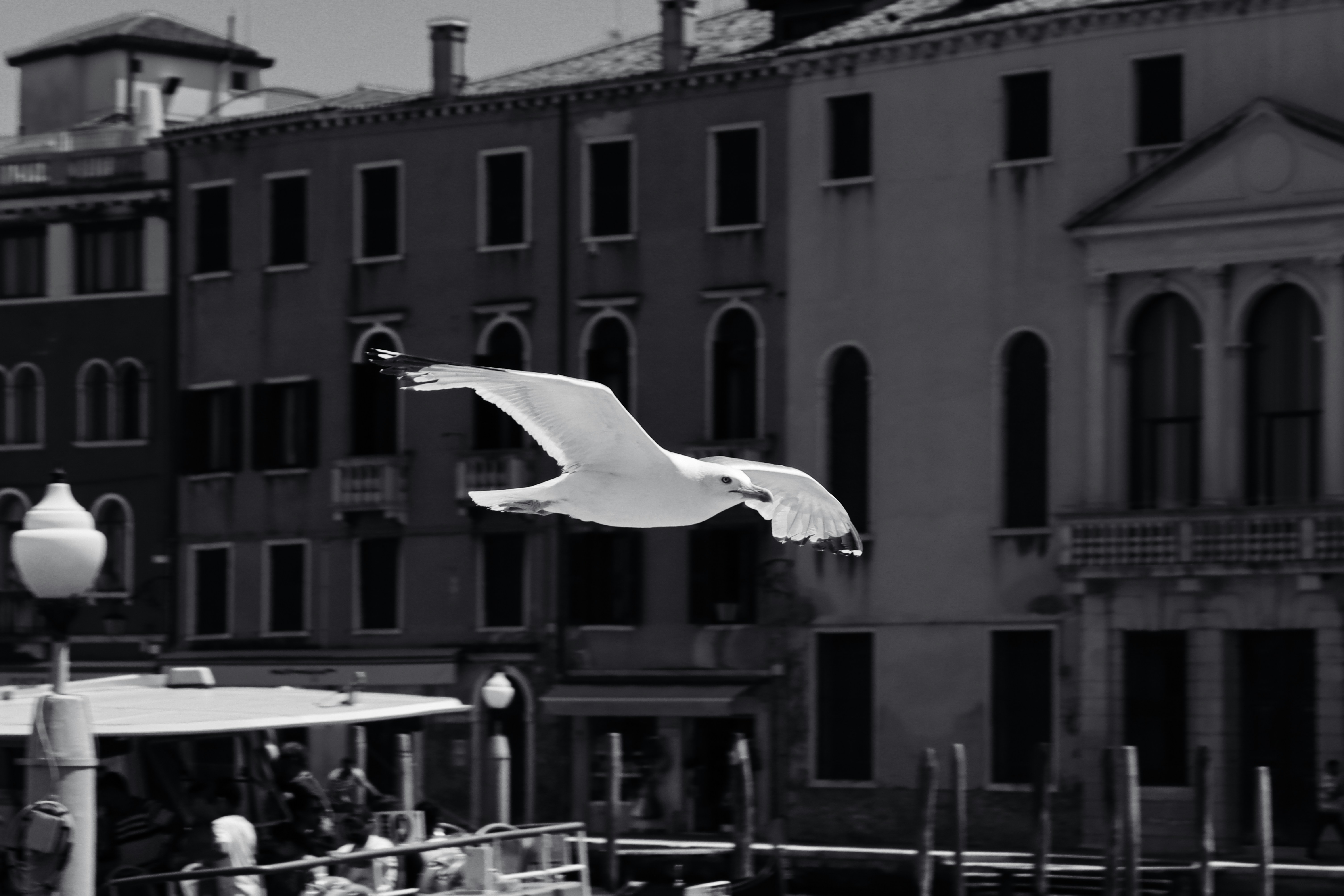 White seagull gliding above a Venetian canal with historic façades