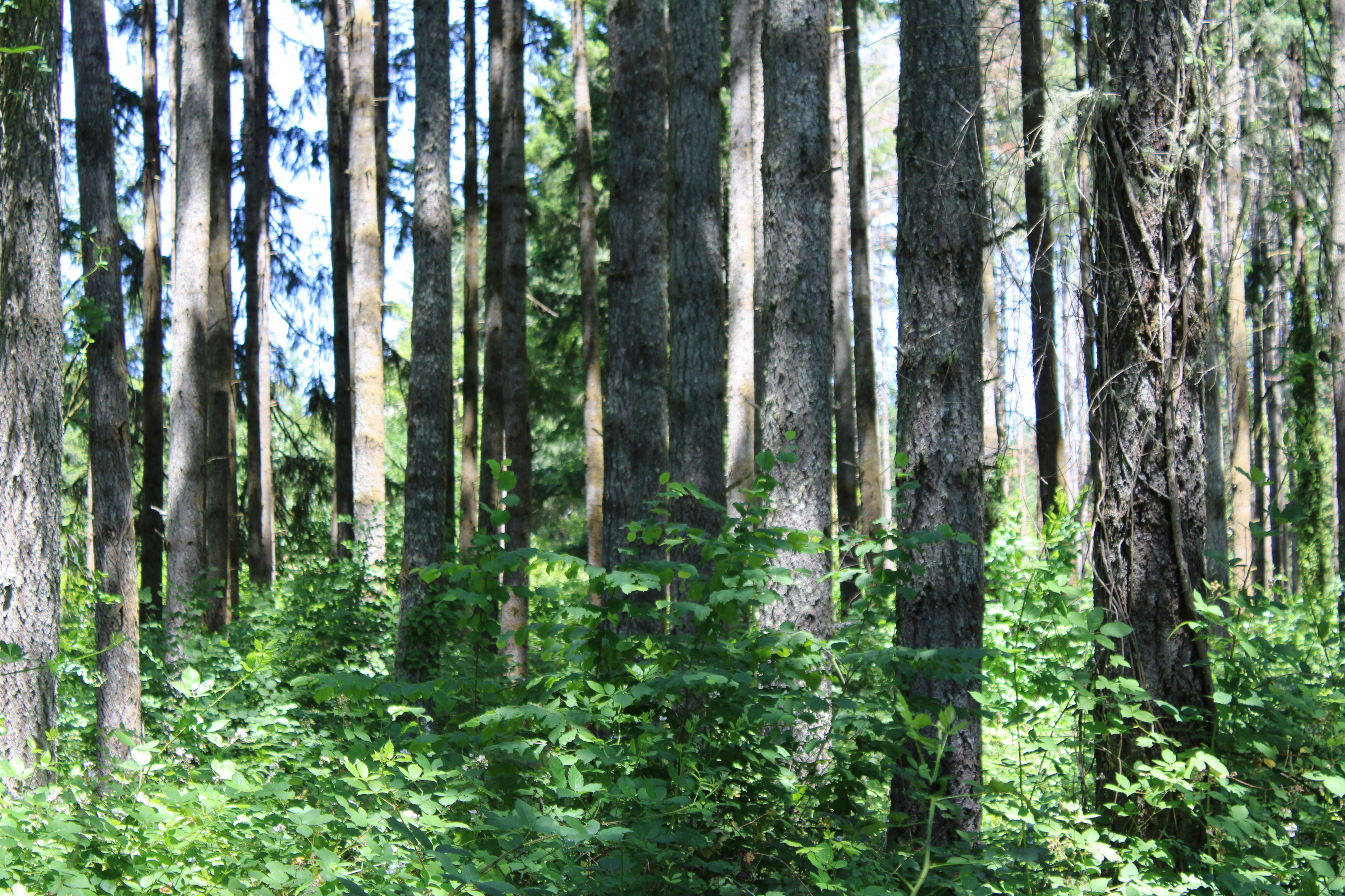 Sunlit Saplings in a Quiet Conifer Grove