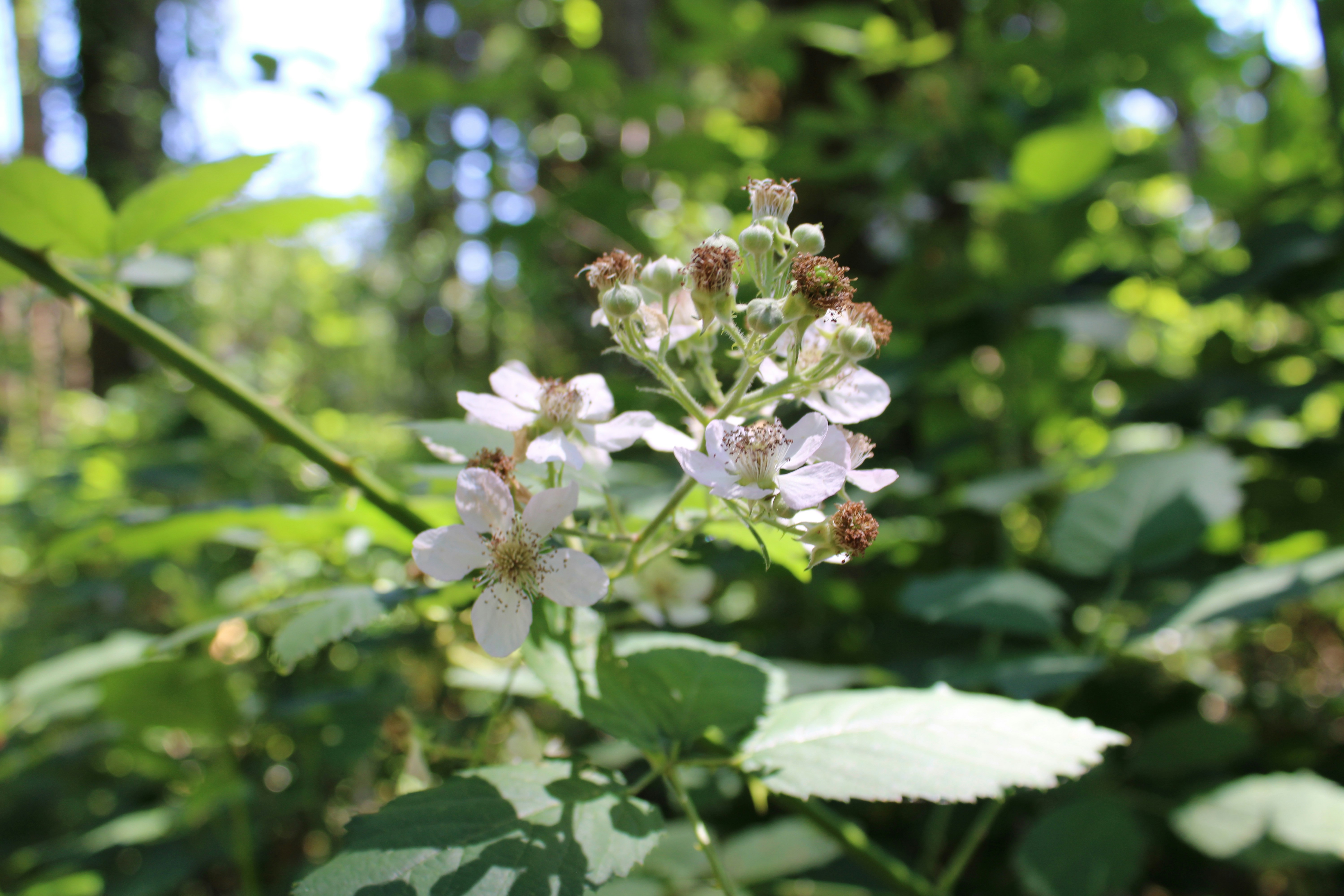 Blossoms in Soft Focus: A Sunlit Plant in a Quiet Garden