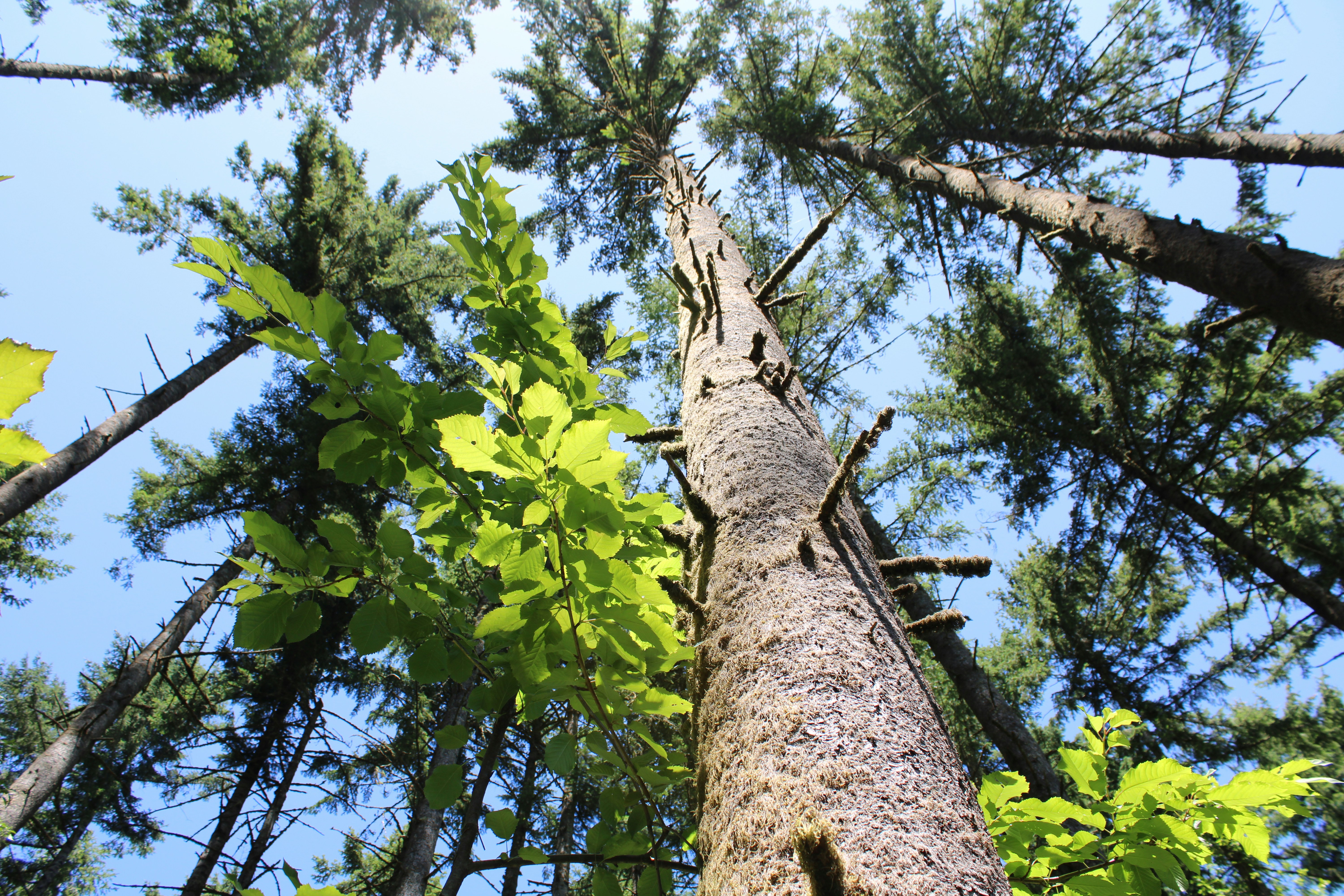 Upward Gaze: A Conifer Cathedral