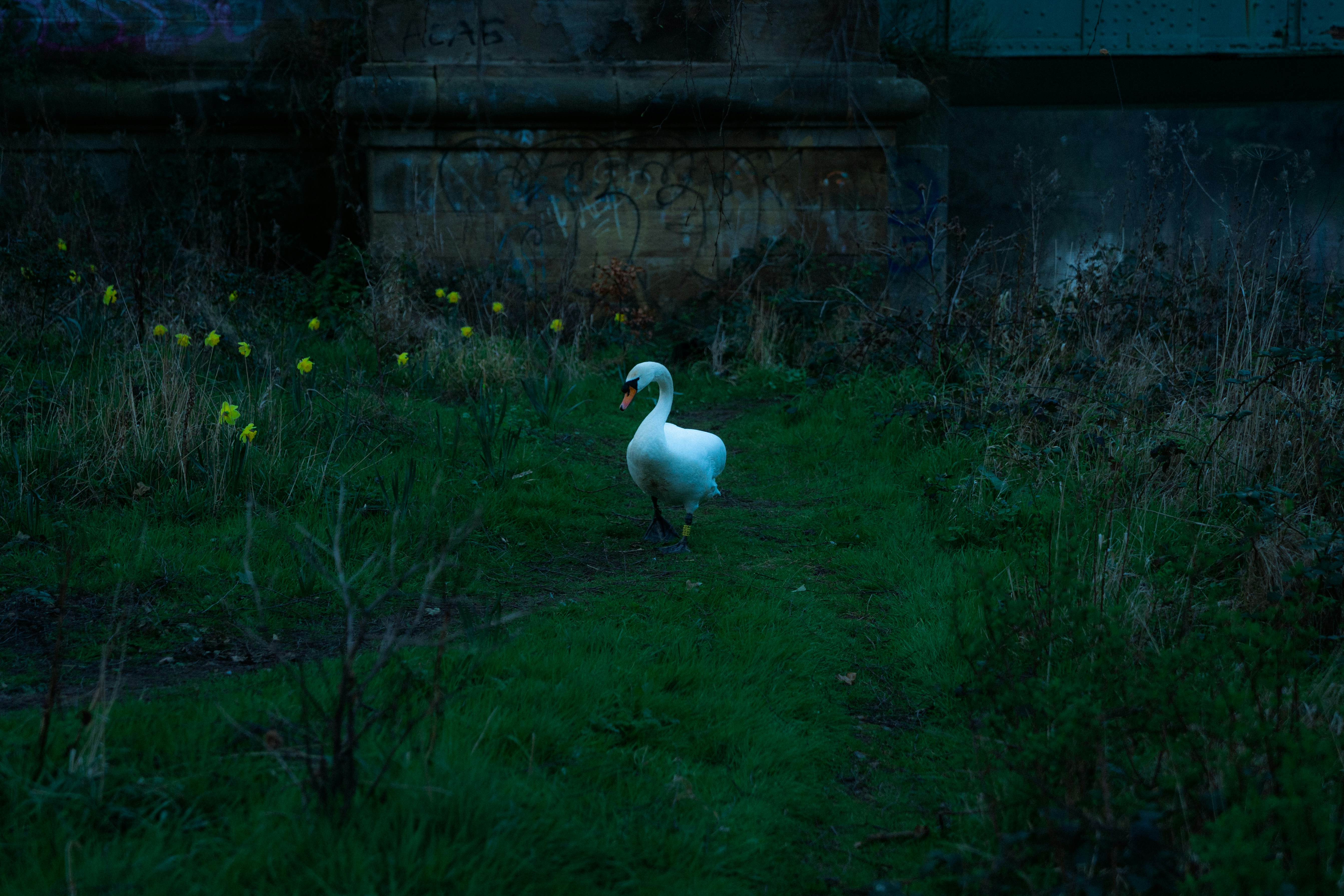 Lonely Swan in a Moonlit Garden Path