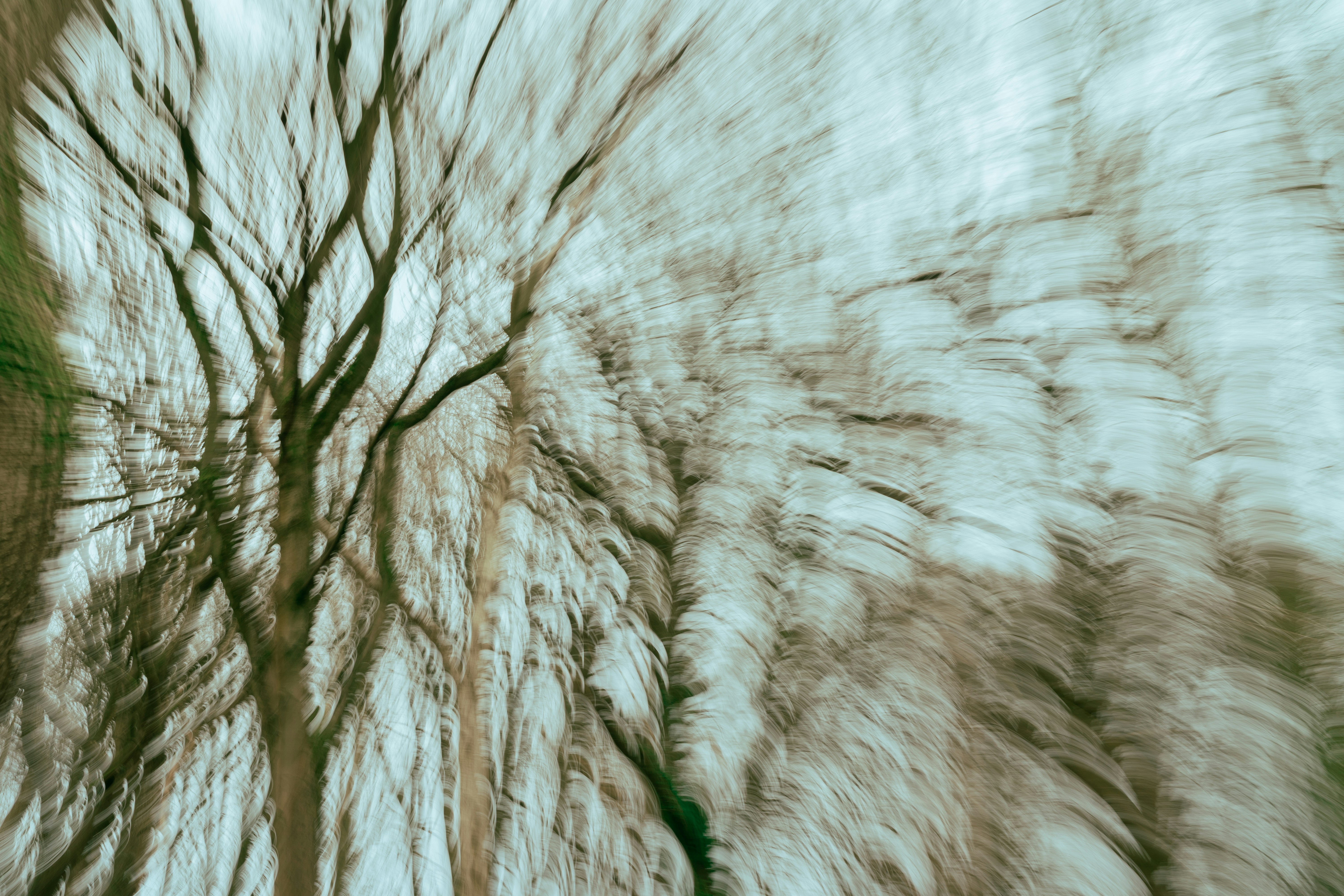 Whirlwind of Branches: Motion in the Forest