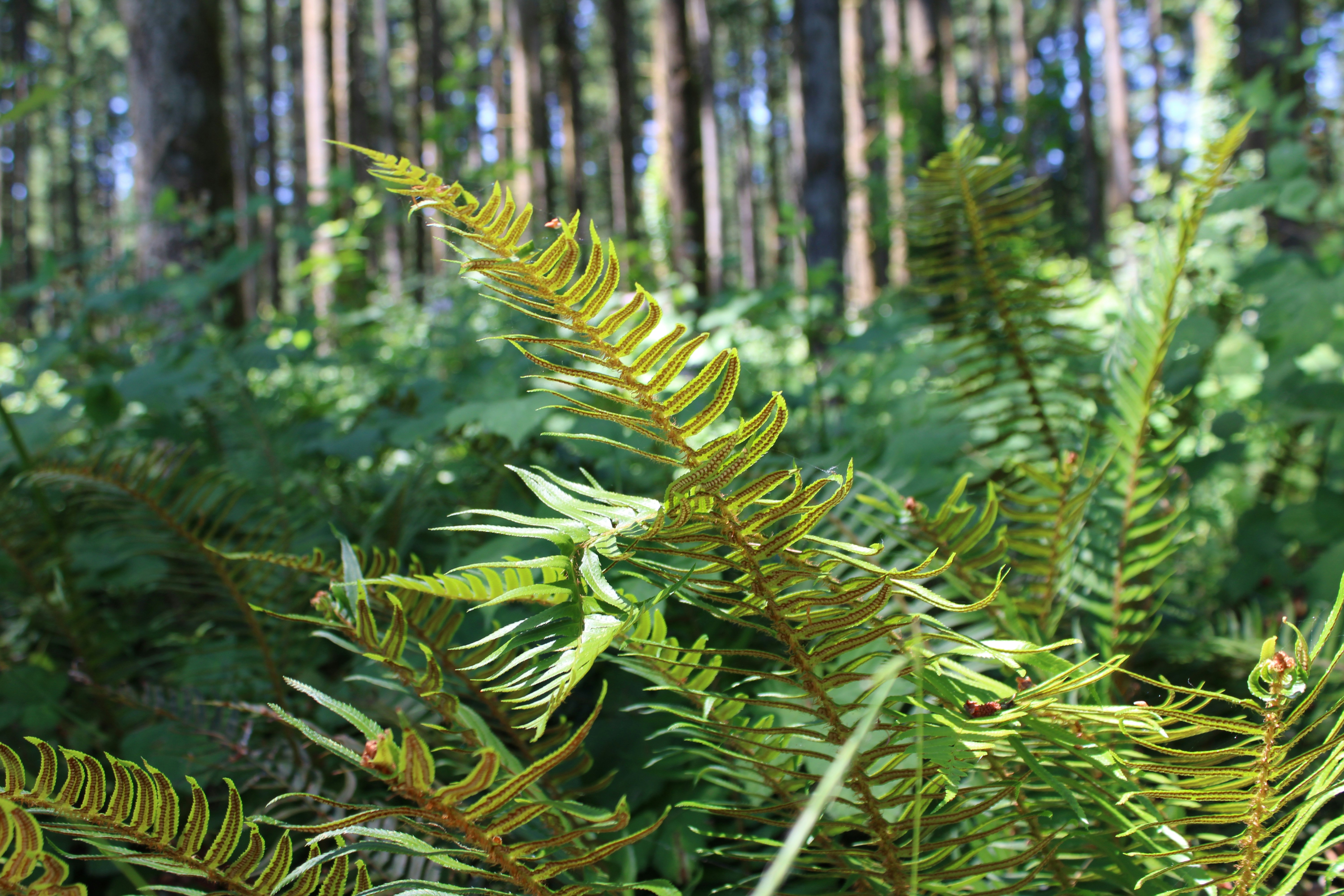 Fern Fronds Reaching Toward Sunlight in a Quiet Forest