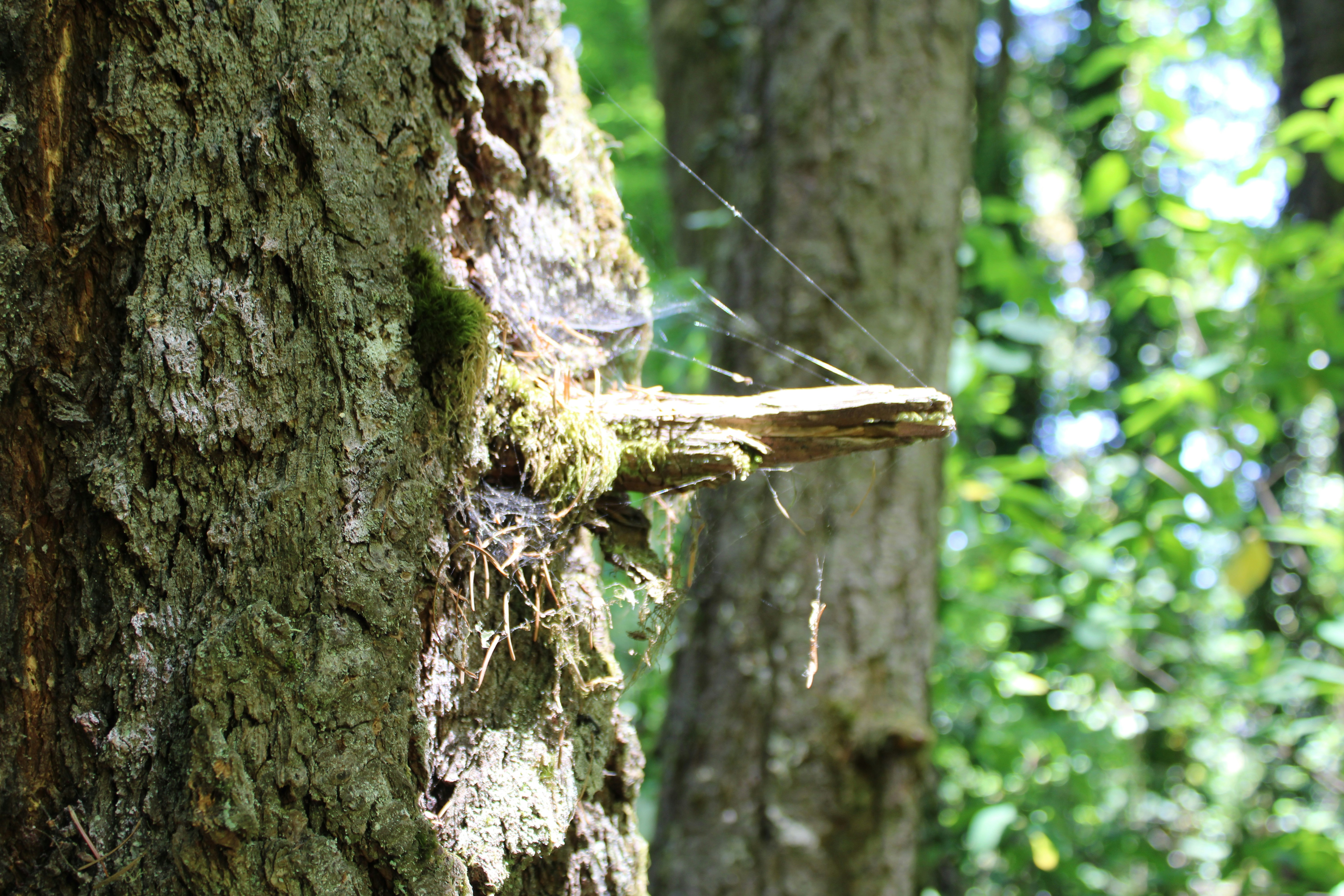 Broken Branch Protrusion on Moss-Crowned Tree