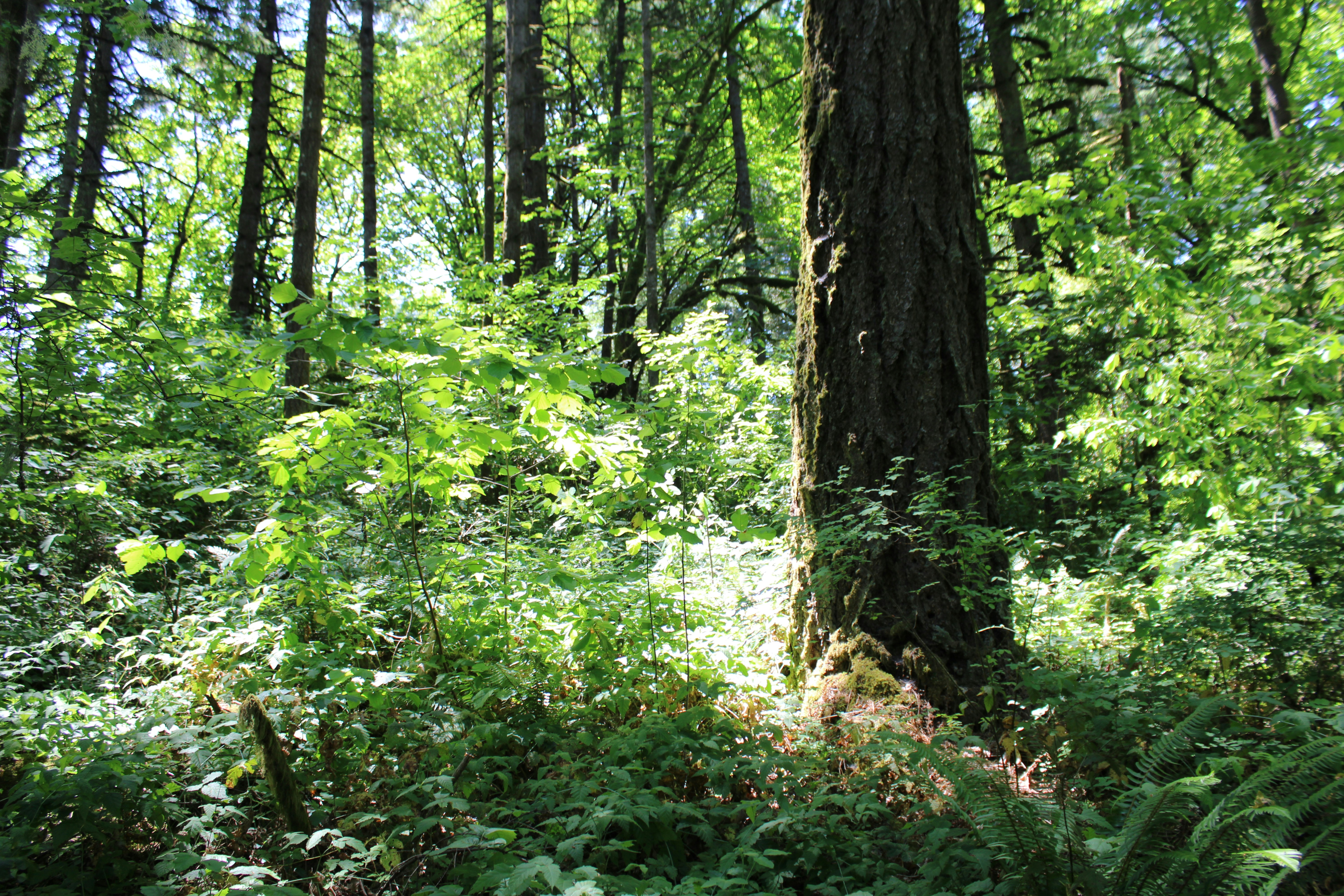 Sunlit Trunk and Ferns: A Quiet Forest Spotlight