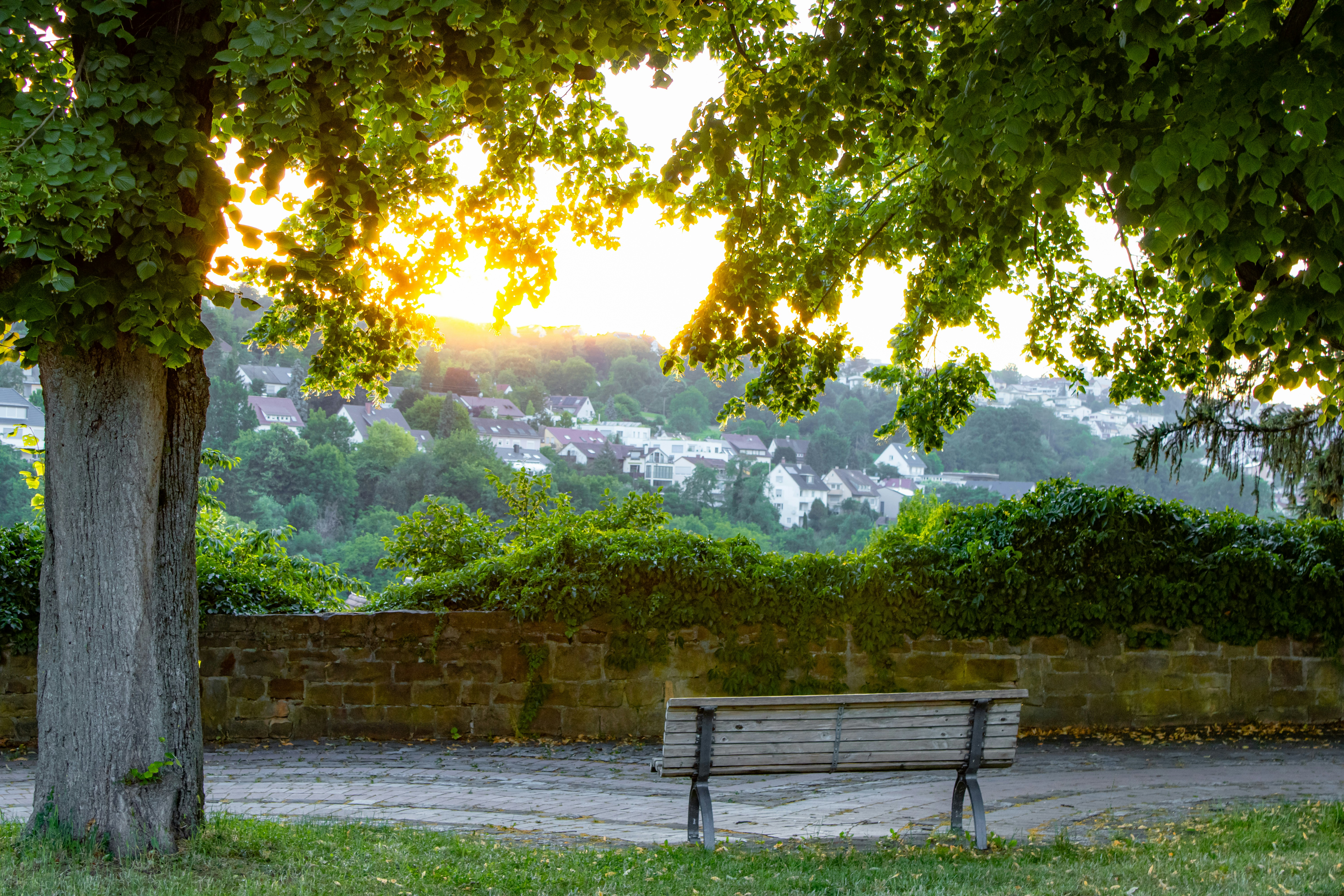 Sunlit Vista: A Quiet Park Bench Beneath a Golden Dappled Canopy
