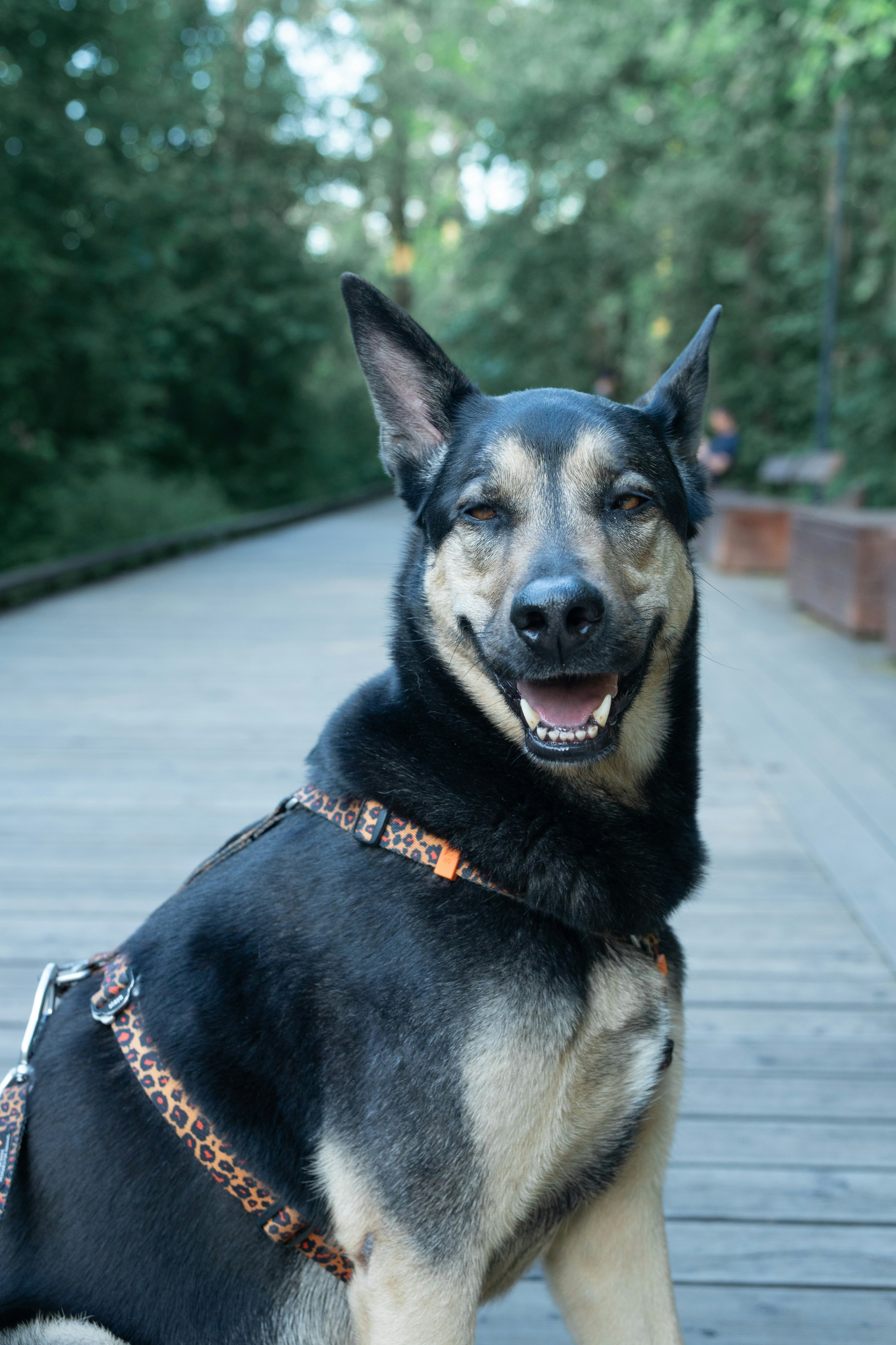 Smile in the Park: A portrait of a loyal companion on a wooden path