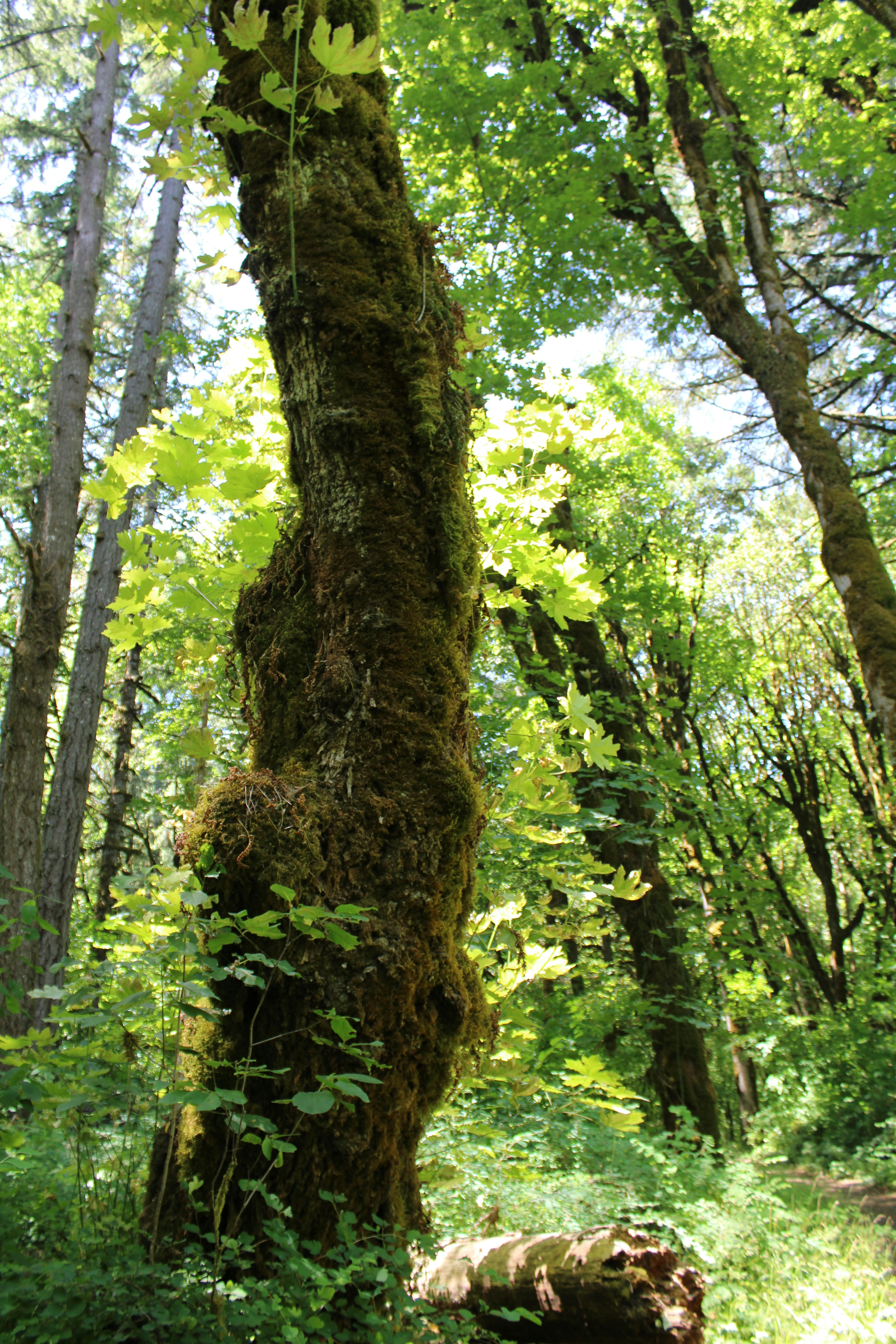 Moss-Wedged Champion of the Forest