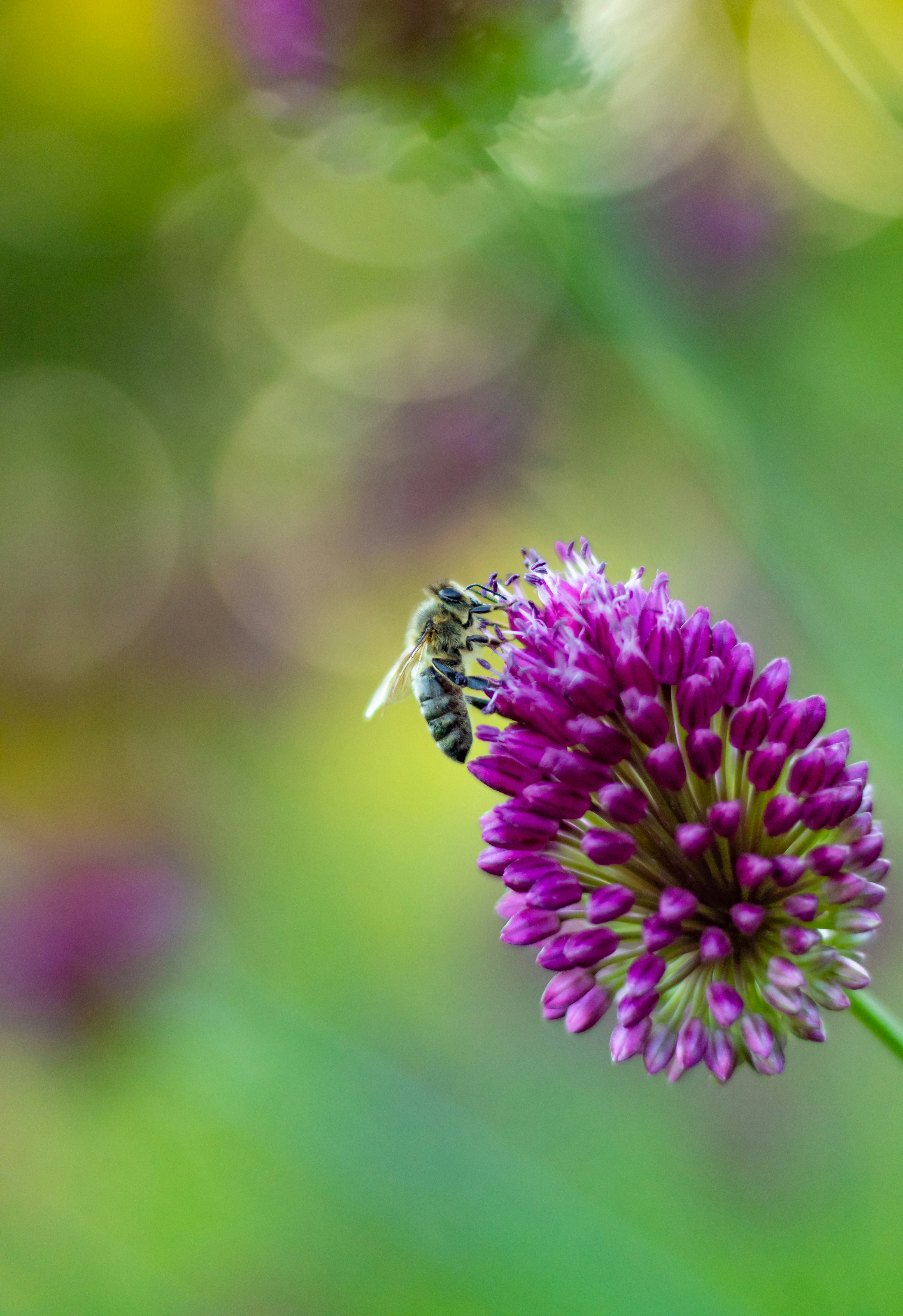 Focus on the Bloom: A Honeybee at the Purple Allium