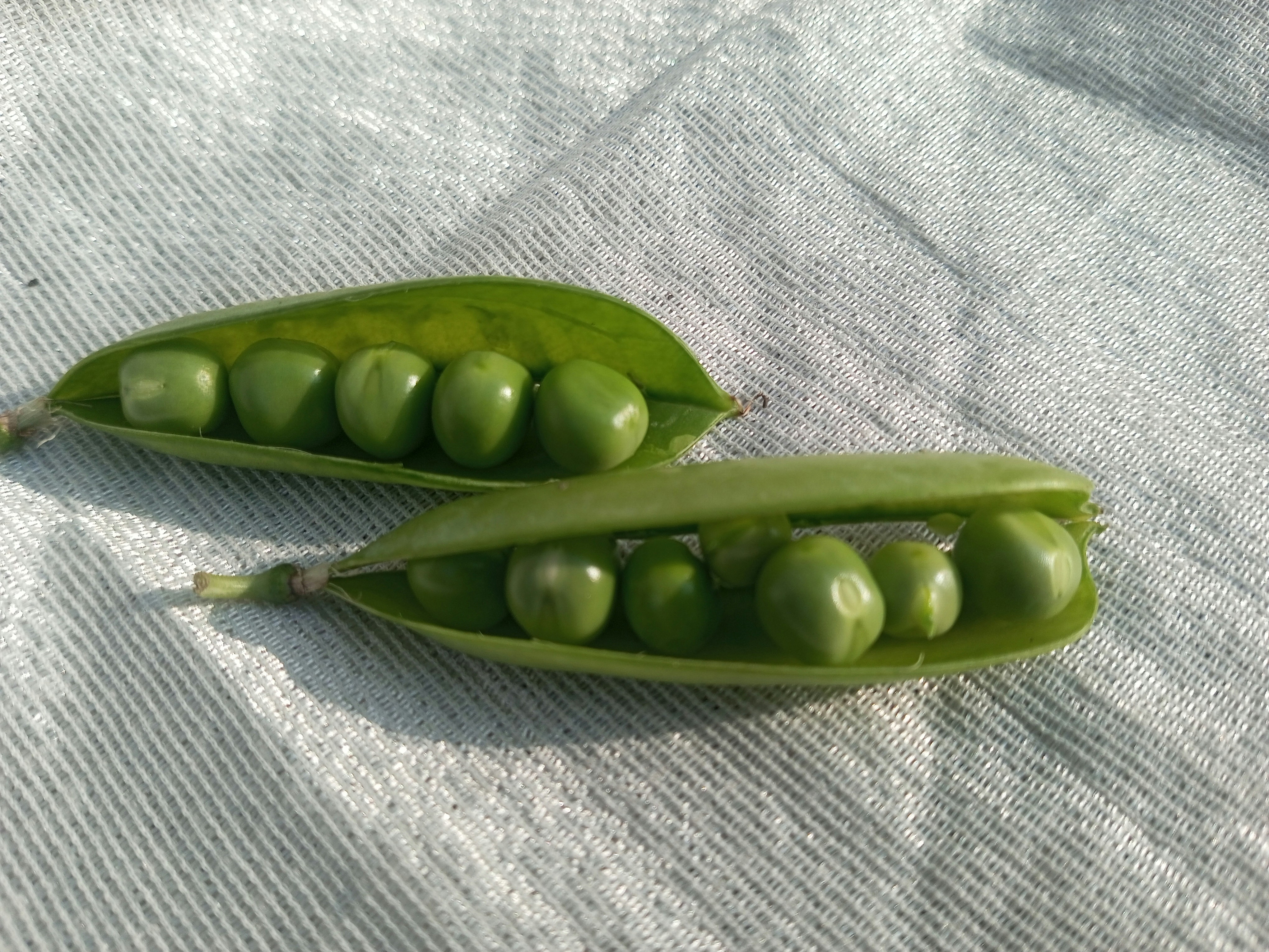 Split pea pods: green jewels on a textured cloth