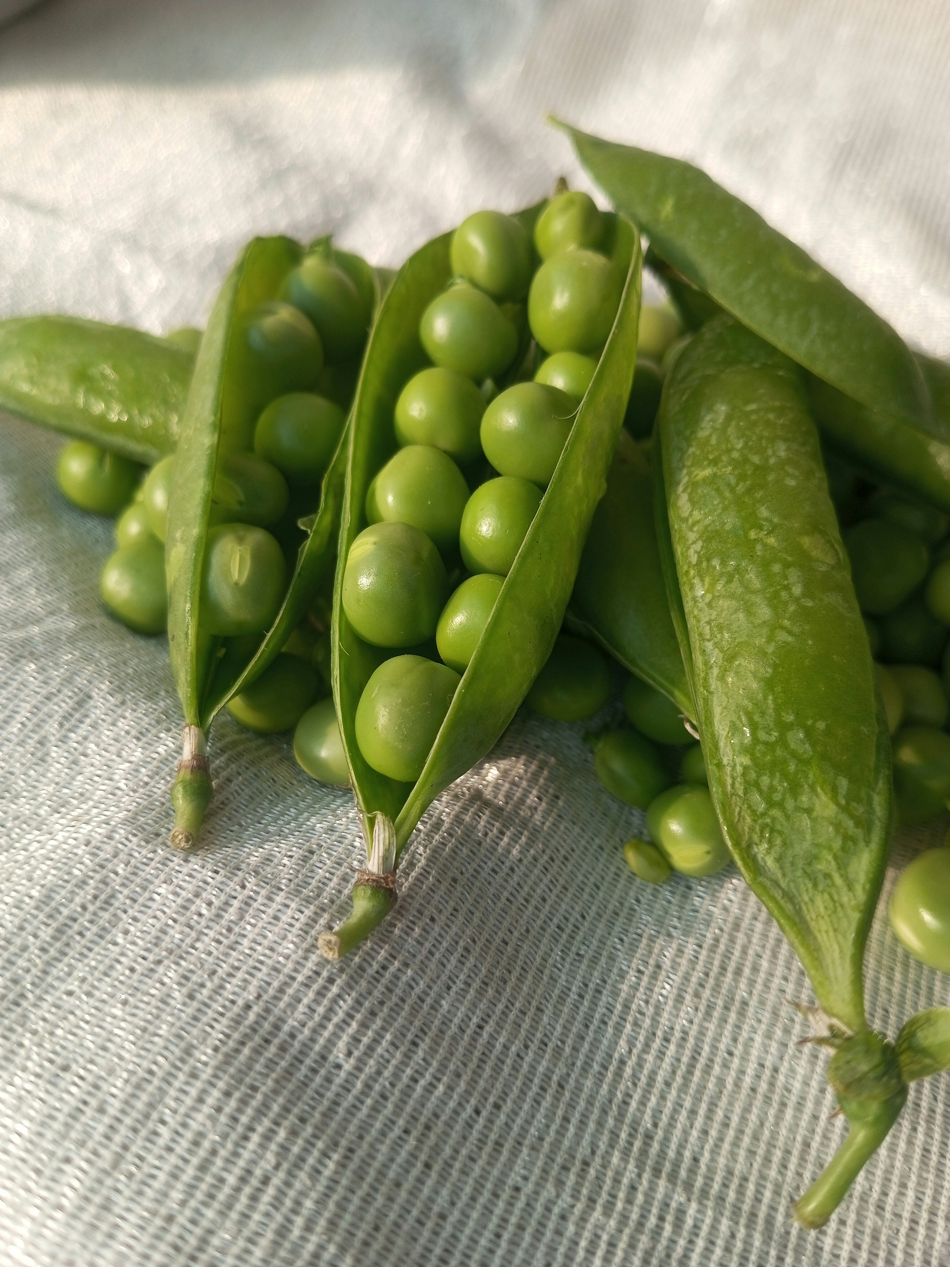 Close-up of freshly shelled green peas in pods resting on a light fabric, highlighting vibrant color and texture with natural daylight.