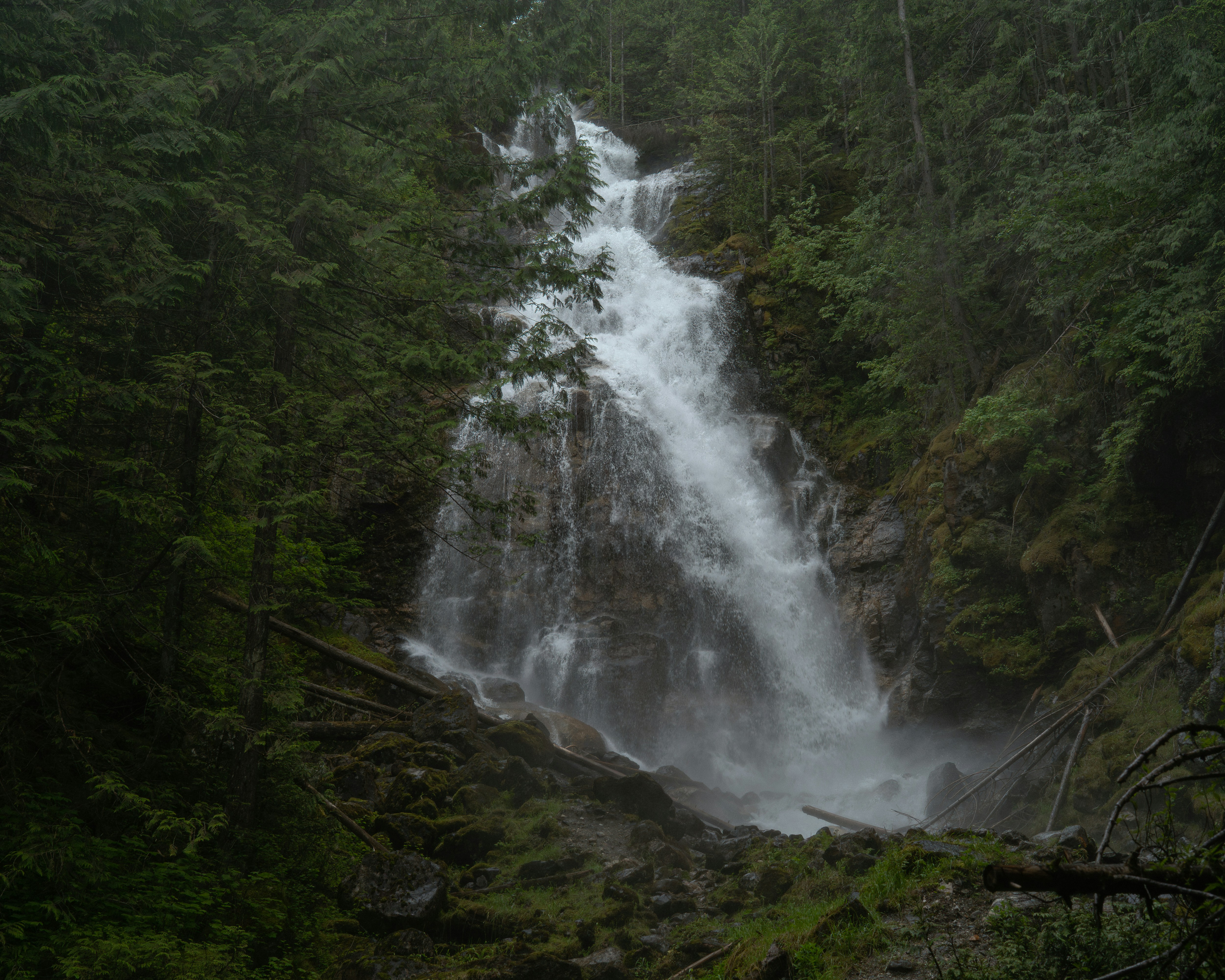Moody Cascade Through Dense Pines