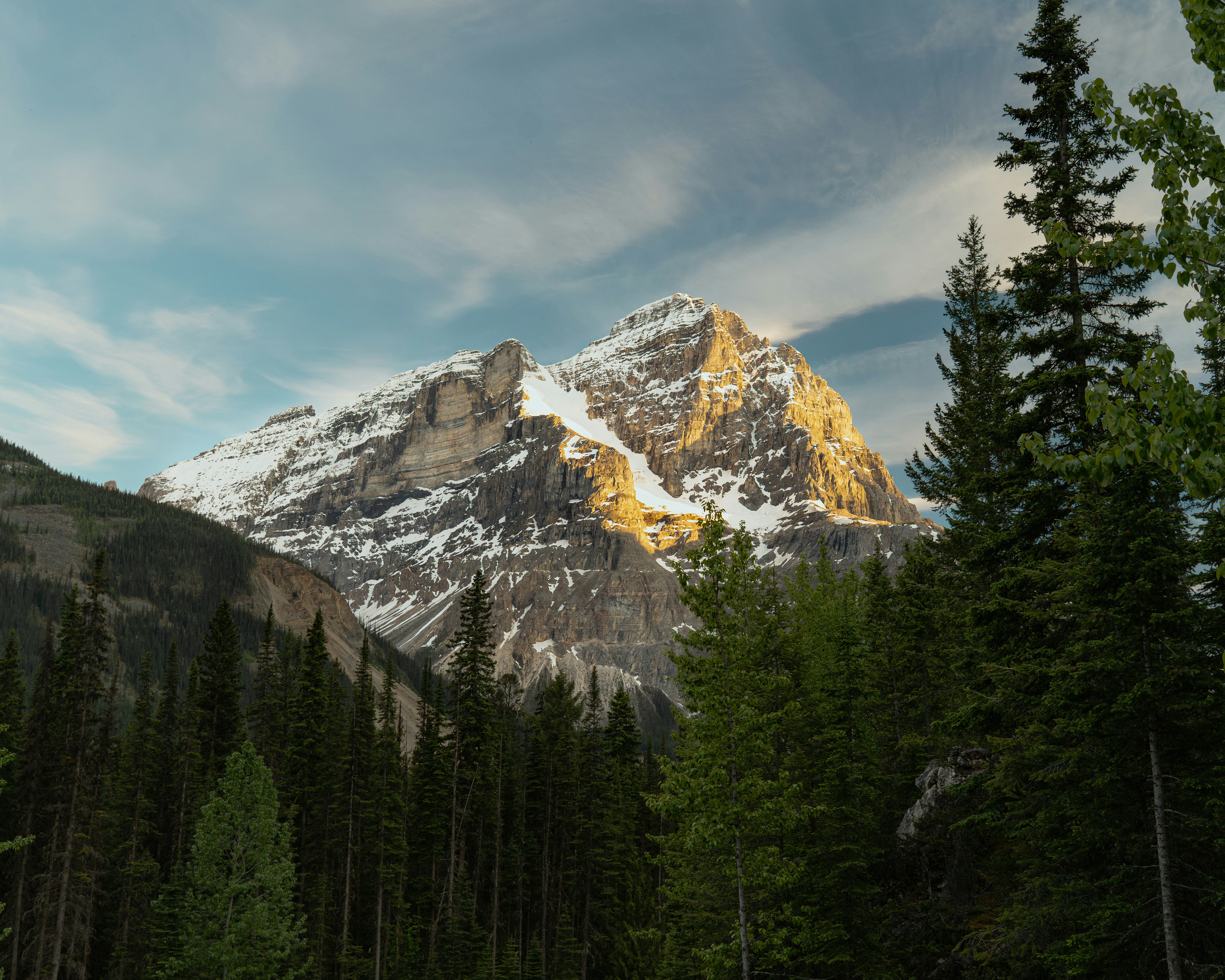 Snow-capped peak emerging over a dense pine valley at golden hour