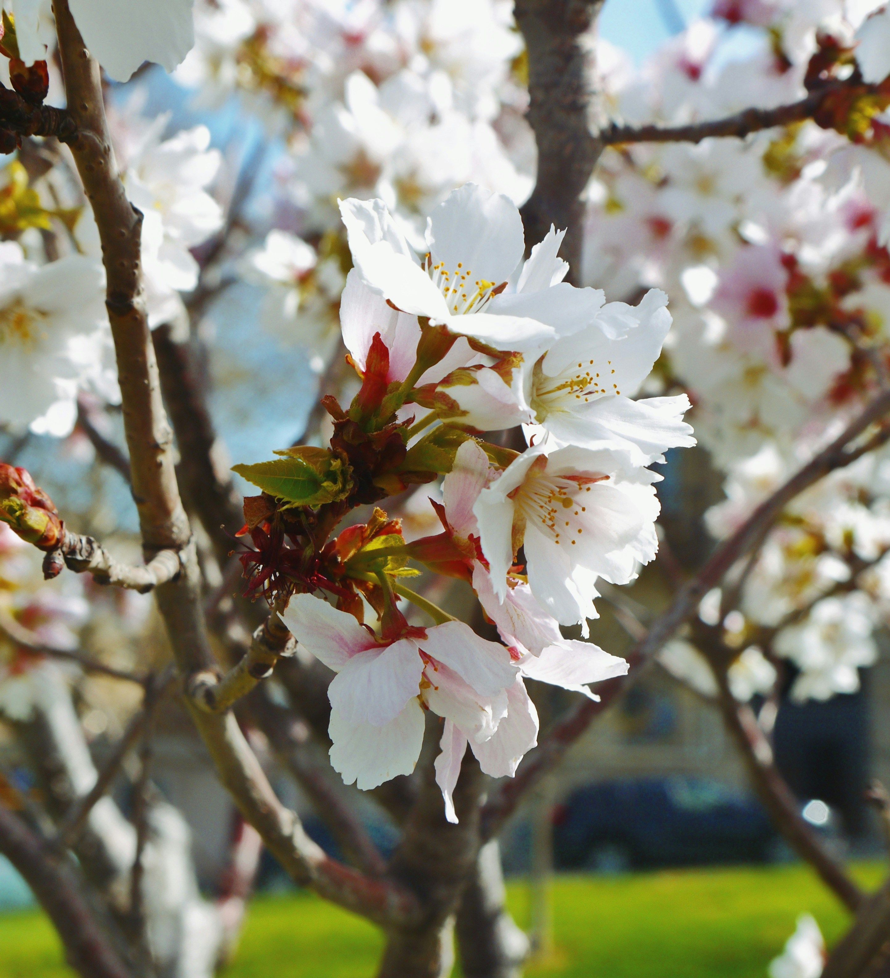 Blossoms in Focus: A Close-Up of Spring’s White Fire