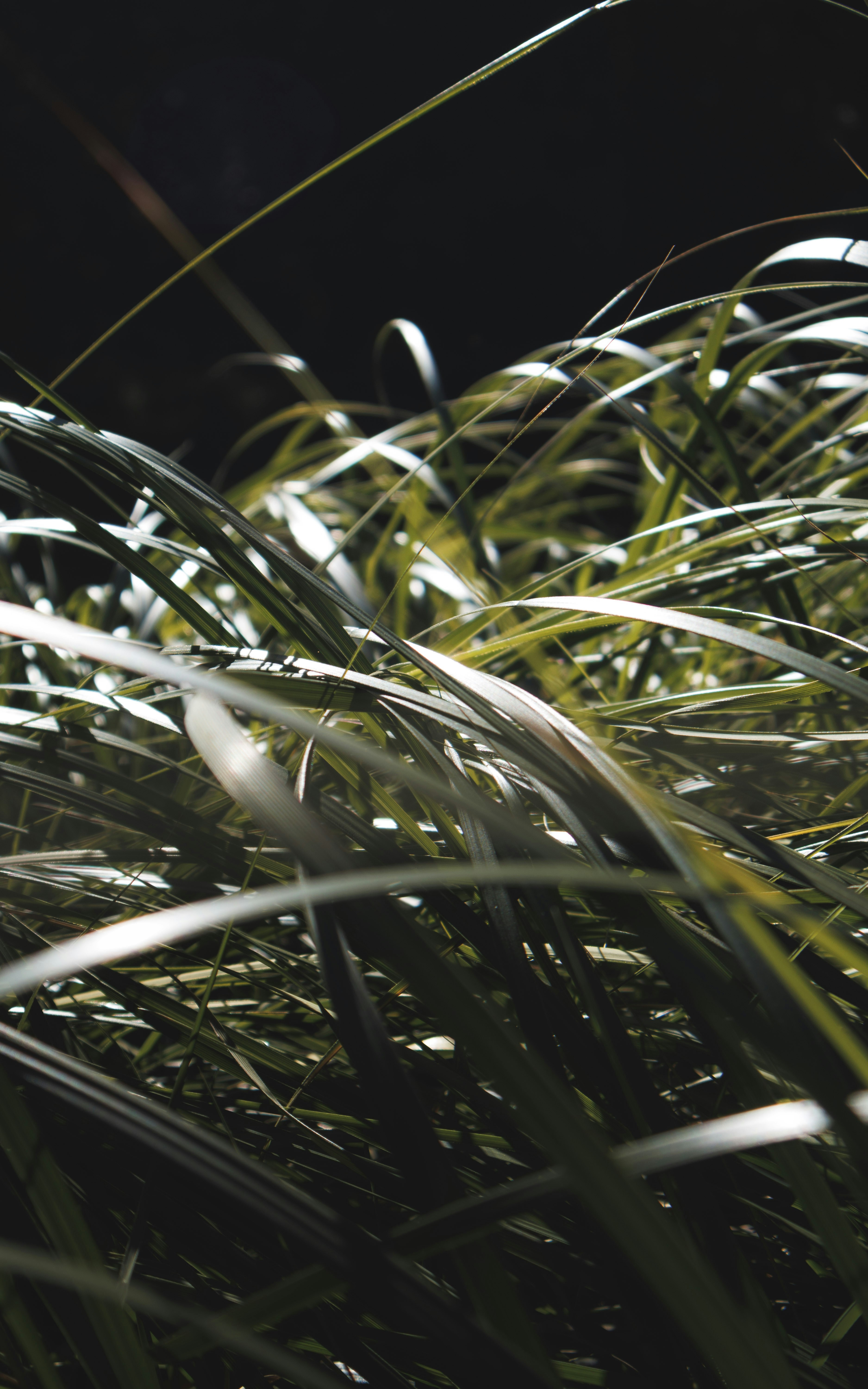 Tangled blades in late-day frame