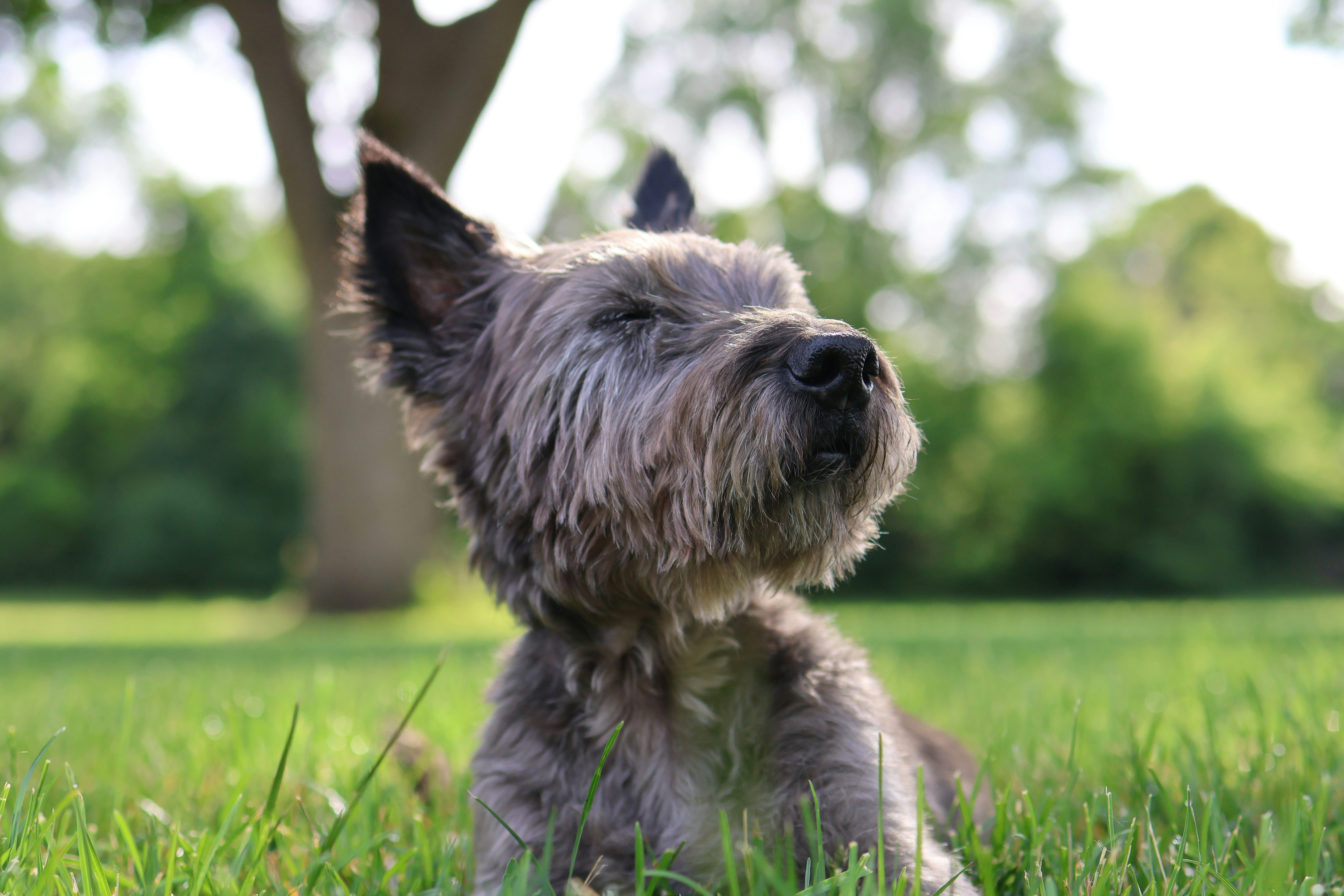 Curious Cairn in the Sunlit Park