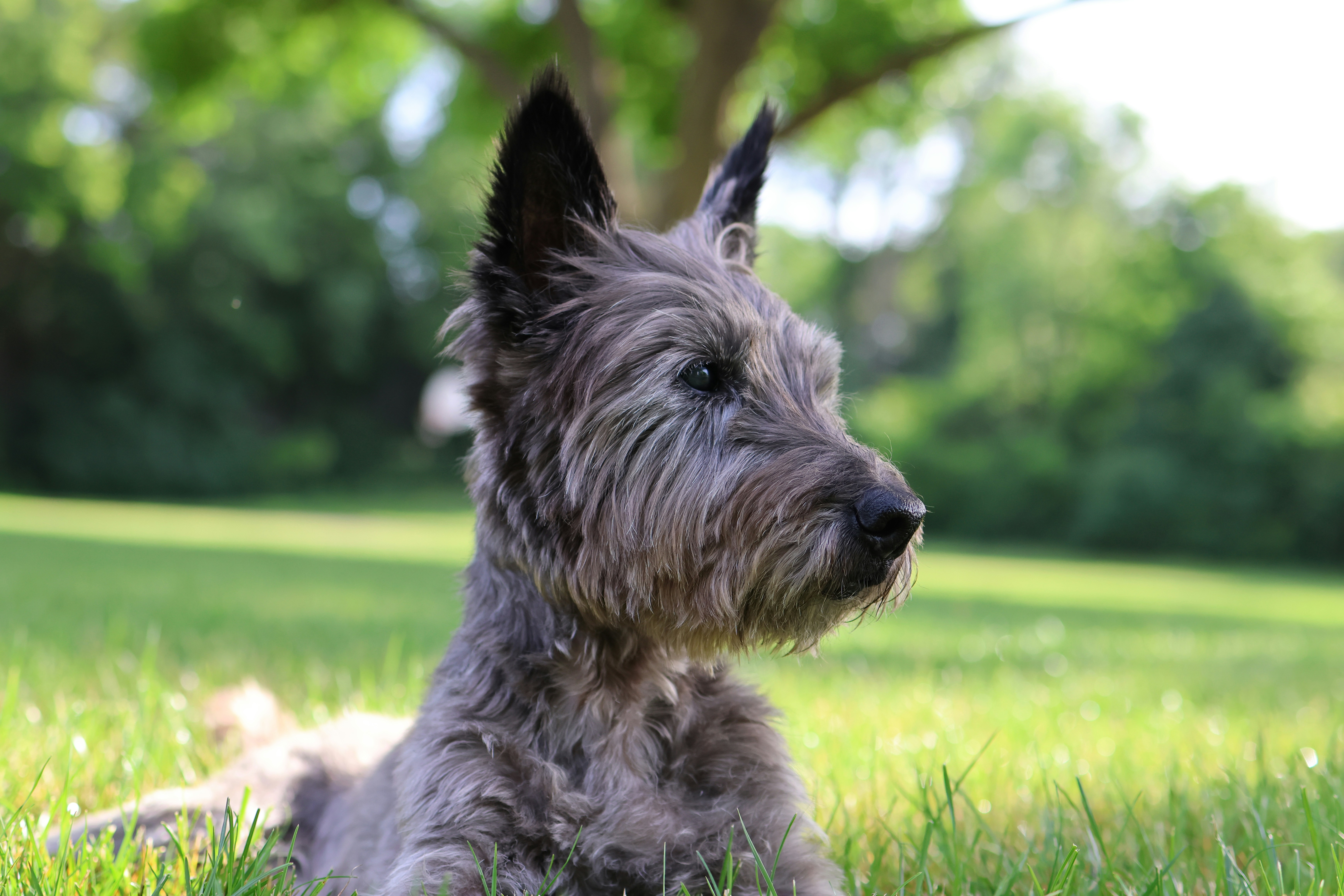 Whiskered Watcher: A Sunny Grass-Stride Portrait