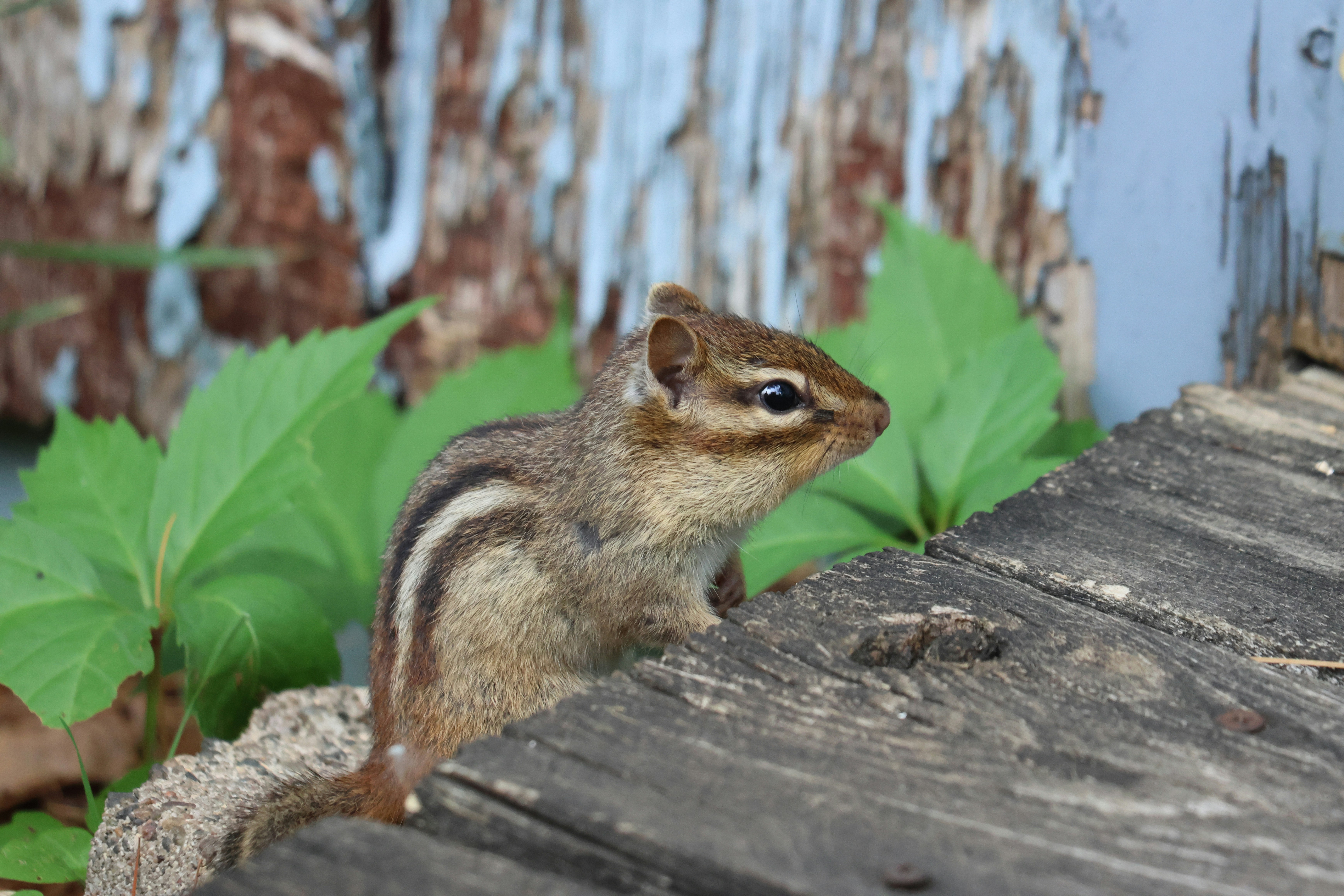 Chipmunk’s Edge: A Quiet Pause by Weathered Wood