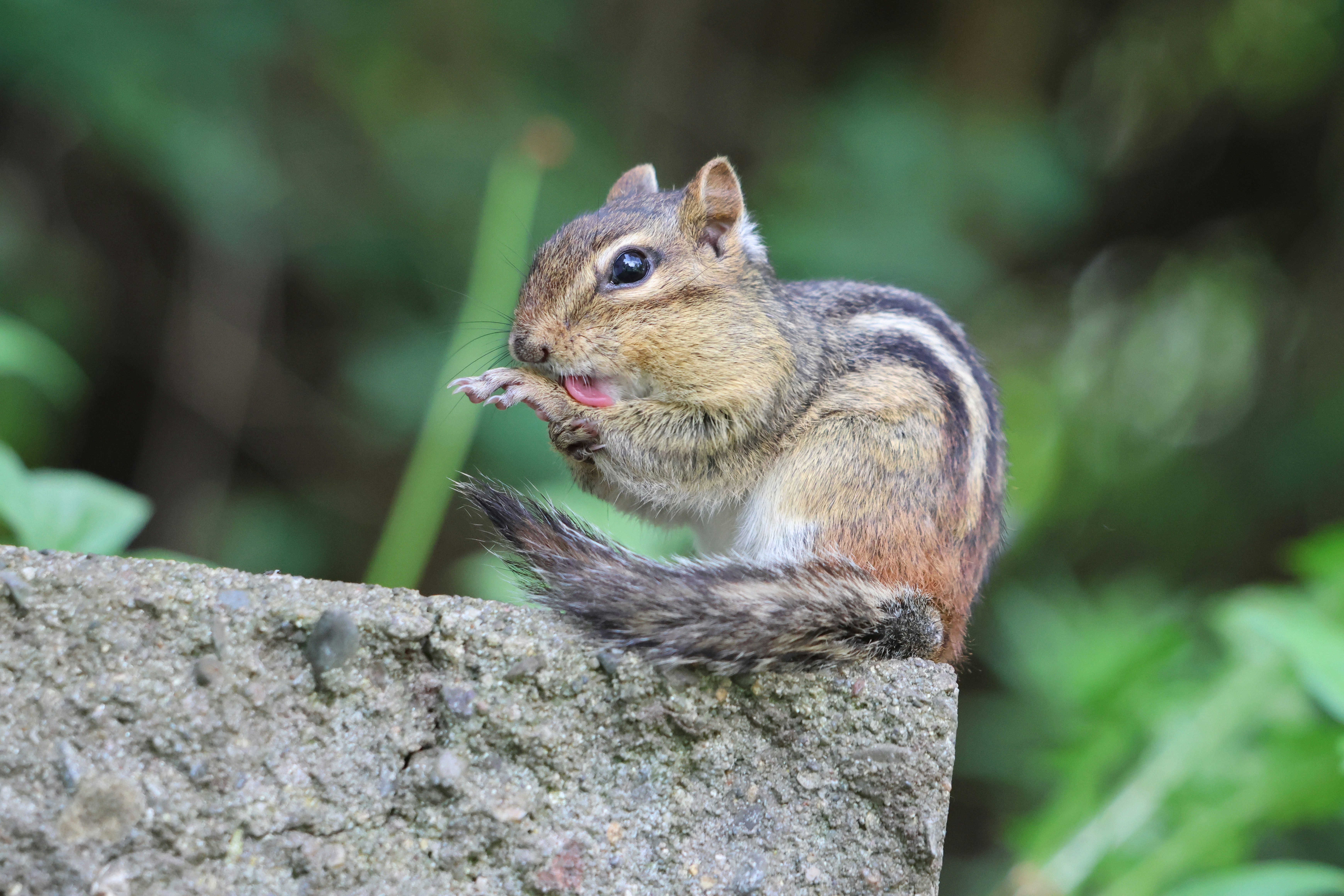 Chipmunk on a Mossy Edge Nibbles a Snack