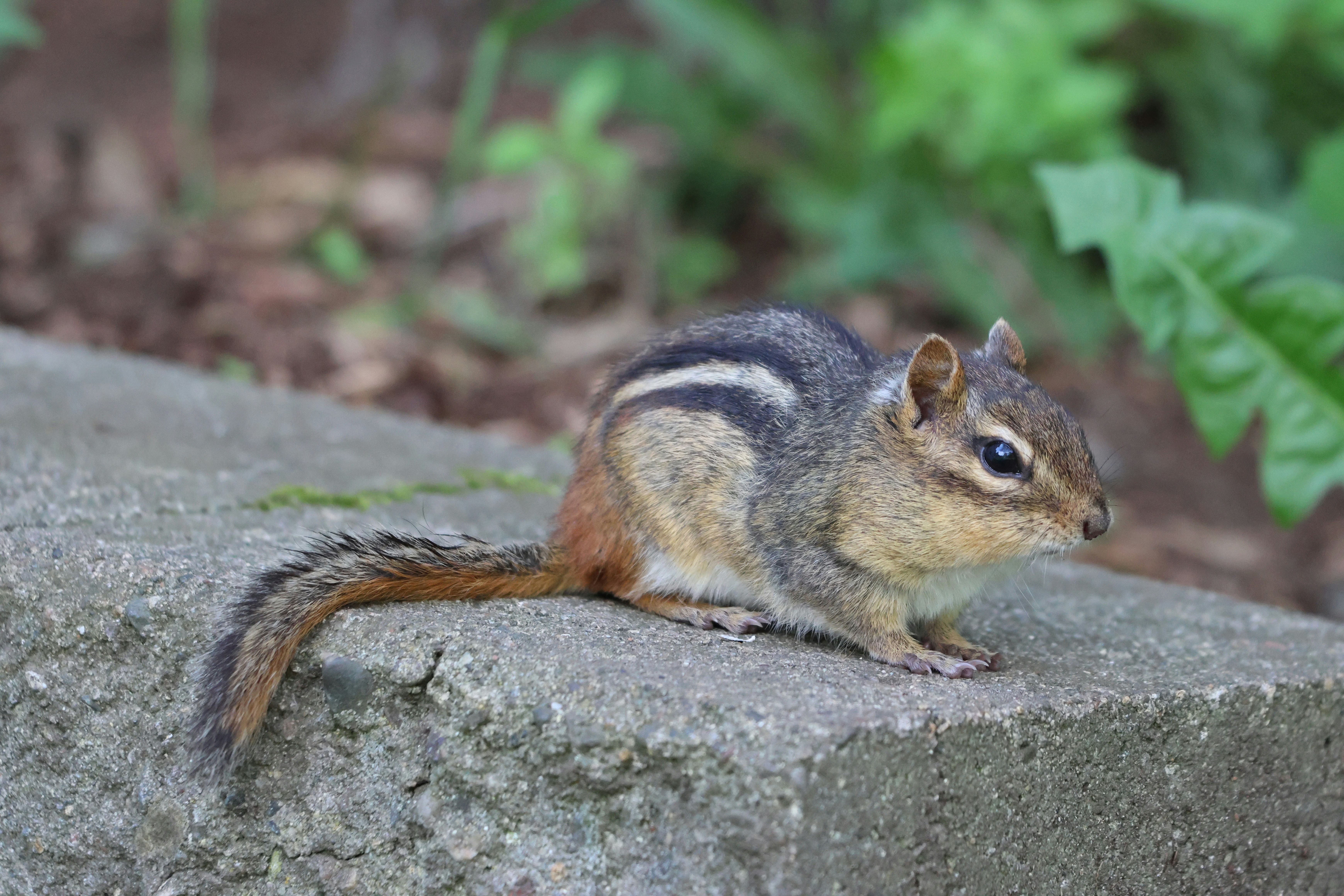 Chipmunk Prancing along a Weathered Tread