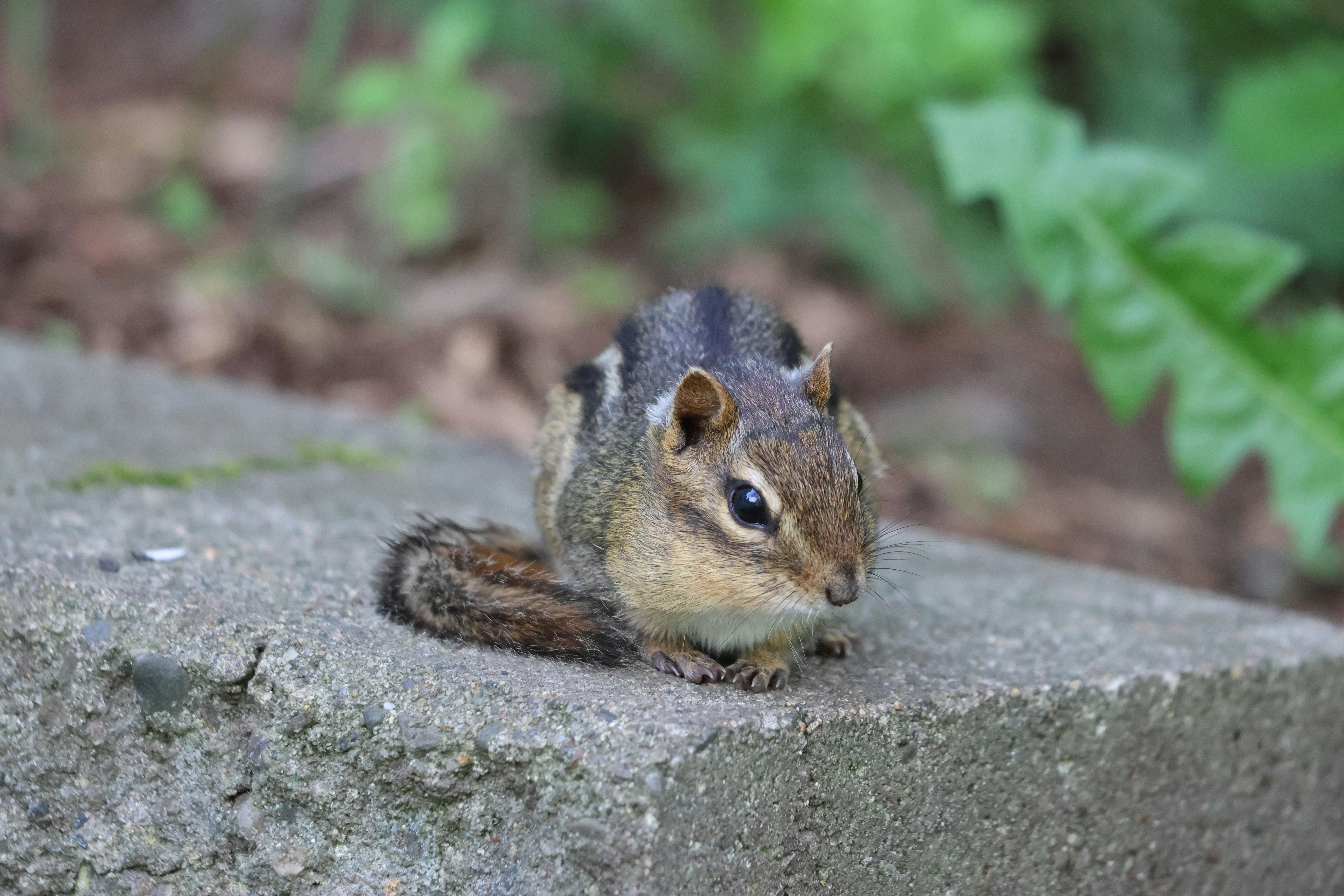 Squirrels’ Quiet Pause: A Moment on the Concrete Stage
