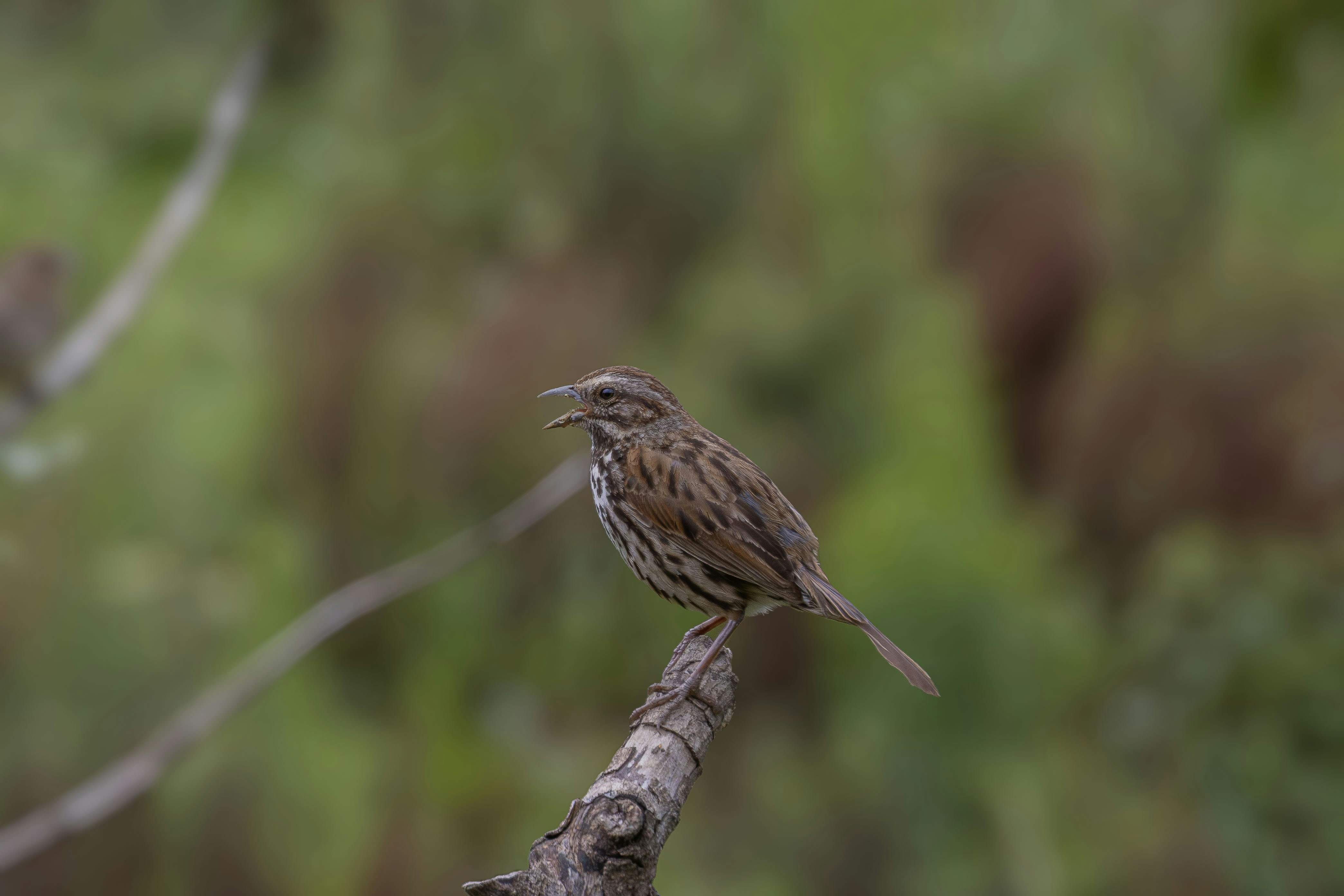 Perched Songbird in Dappled Greens