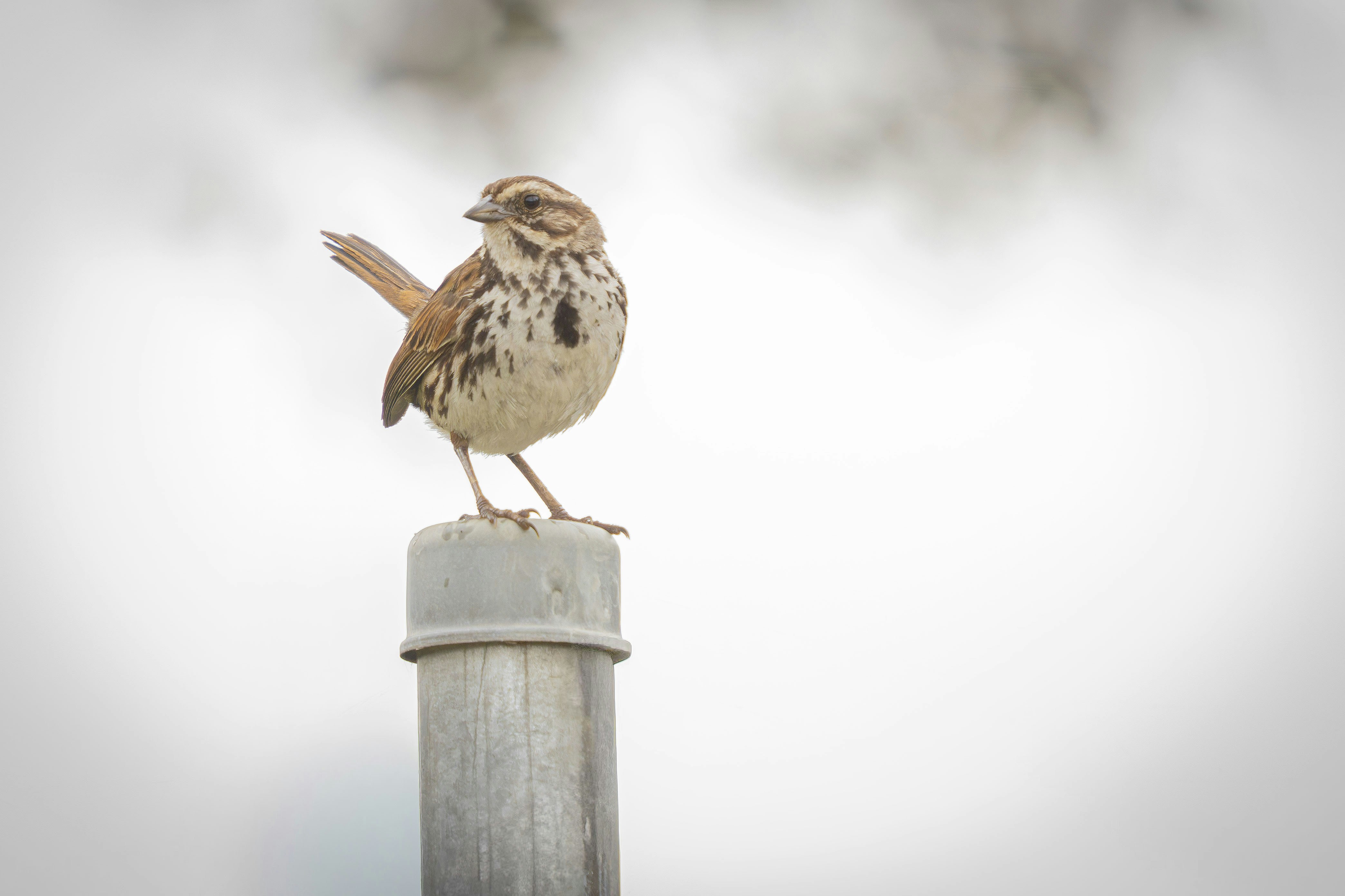 Perched on a Rust-Gray Post, a Song Sparrow Scans the Horizon