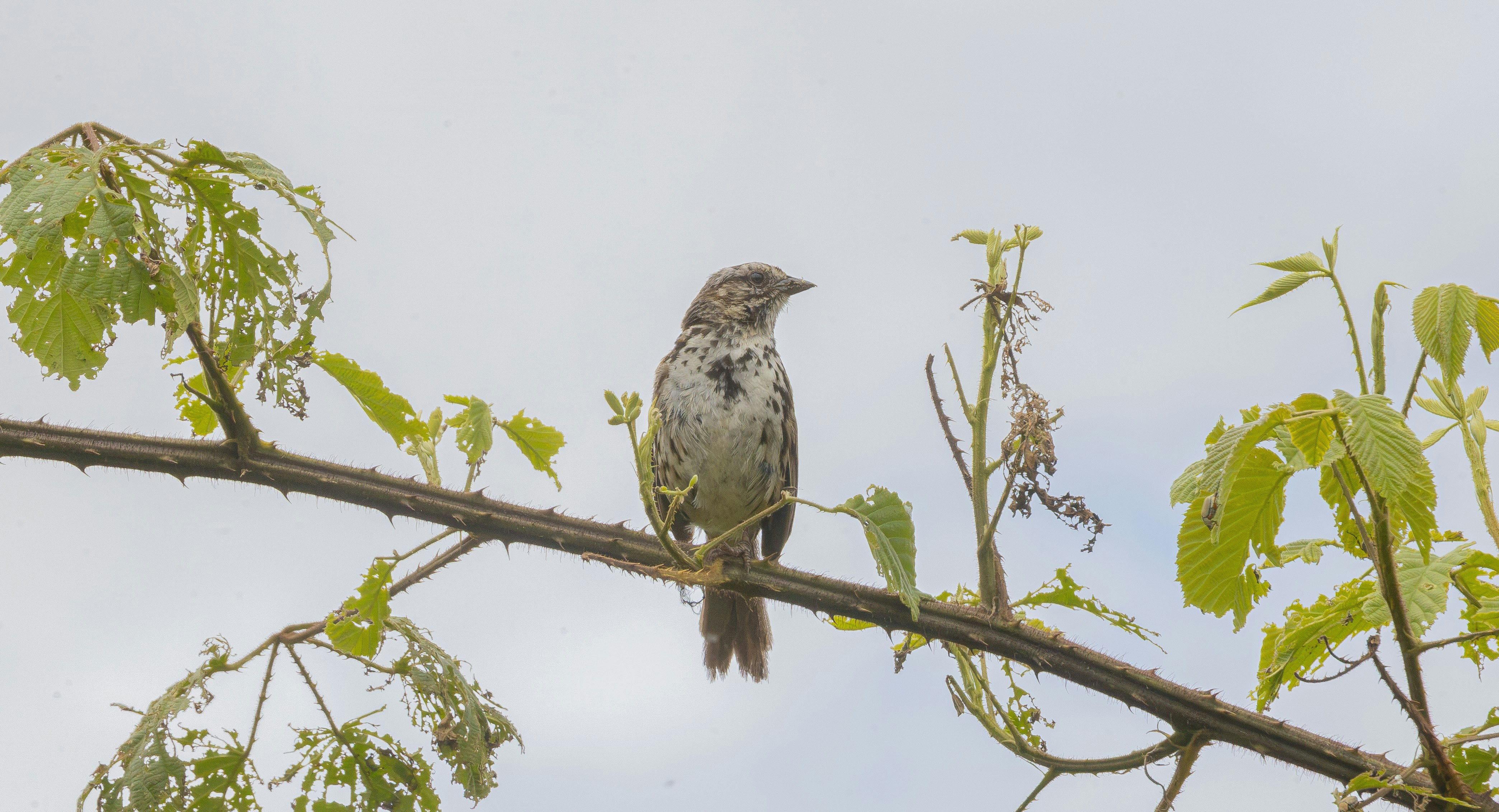 Perched Solitary: A Songbird on a Leafy Branch