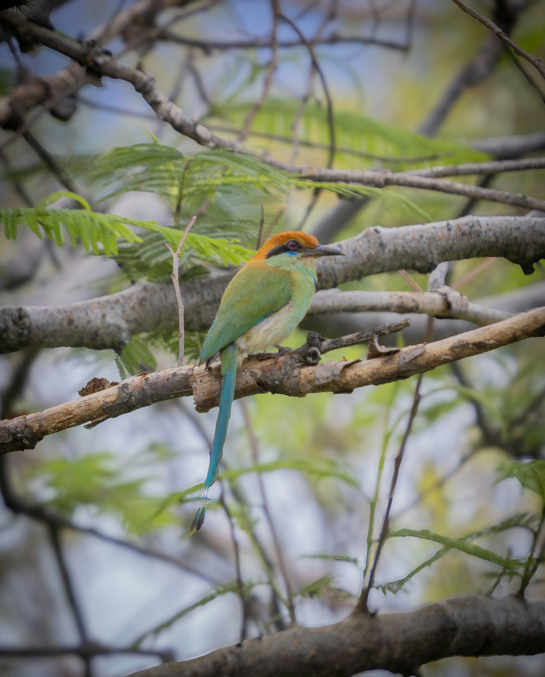 Emerald Kingfisher on a Sunlit Branch