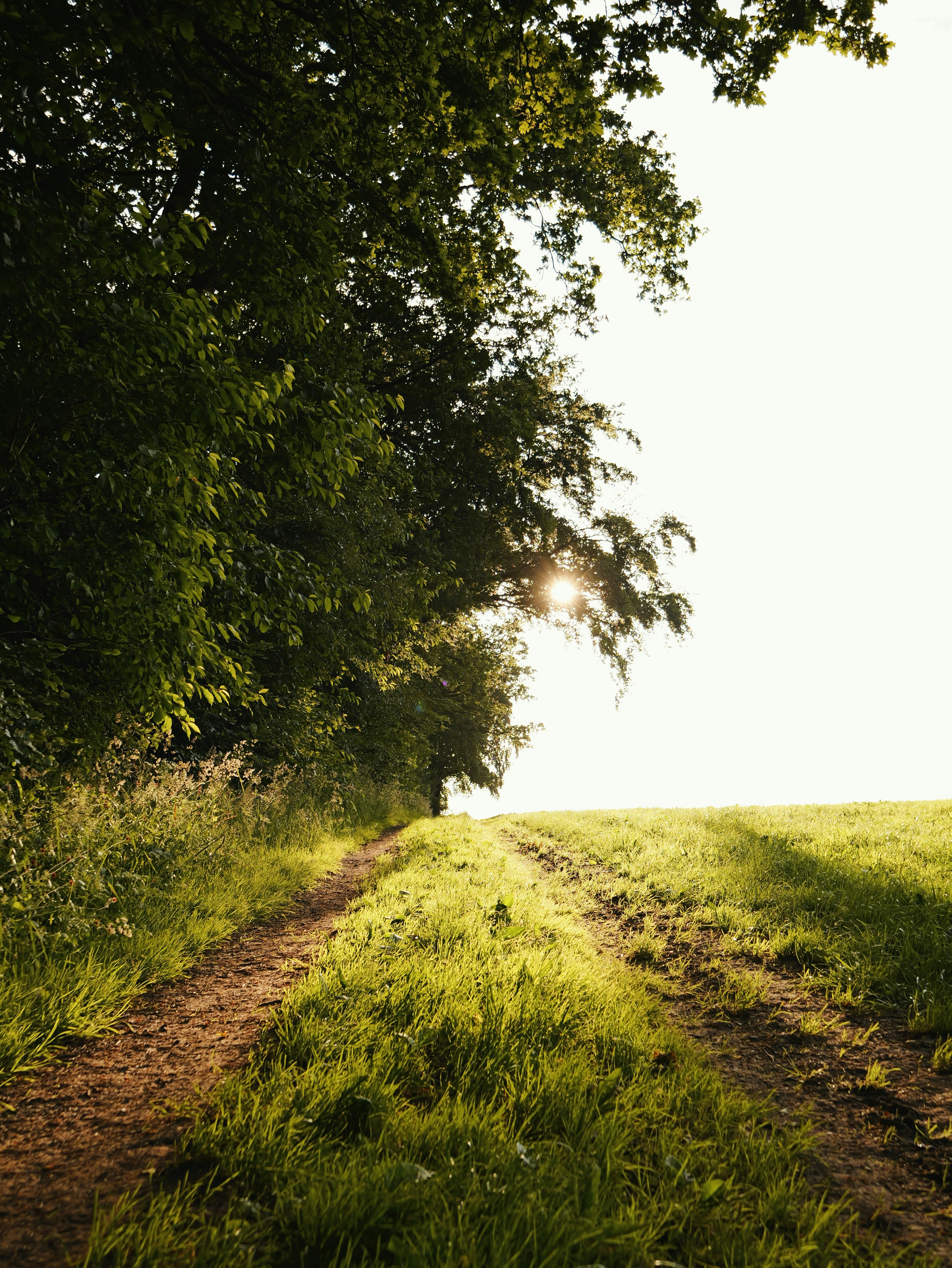 Path through the sunlit meadow under a leafy canopy