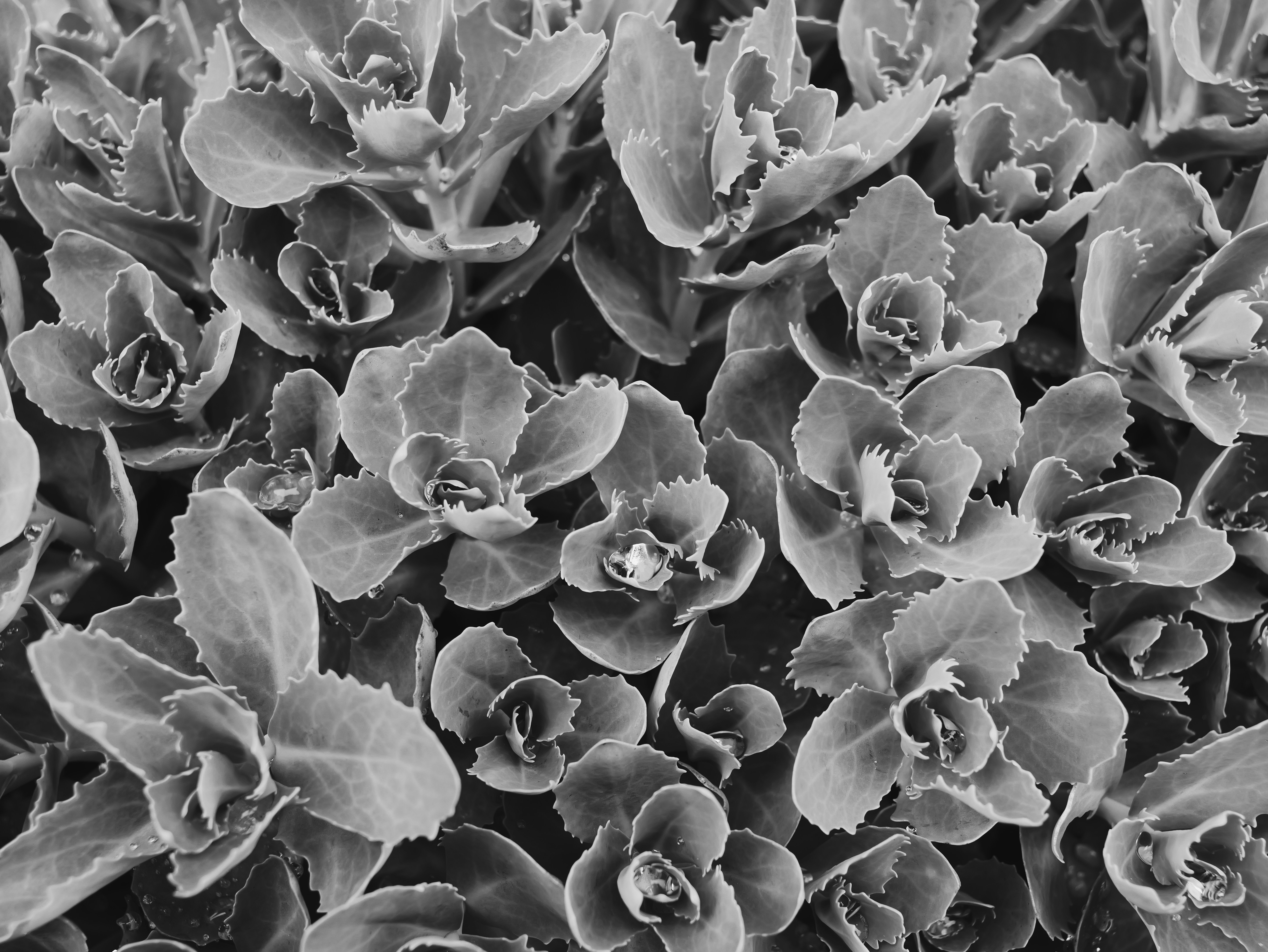 Monochrome Succulent Mosaic