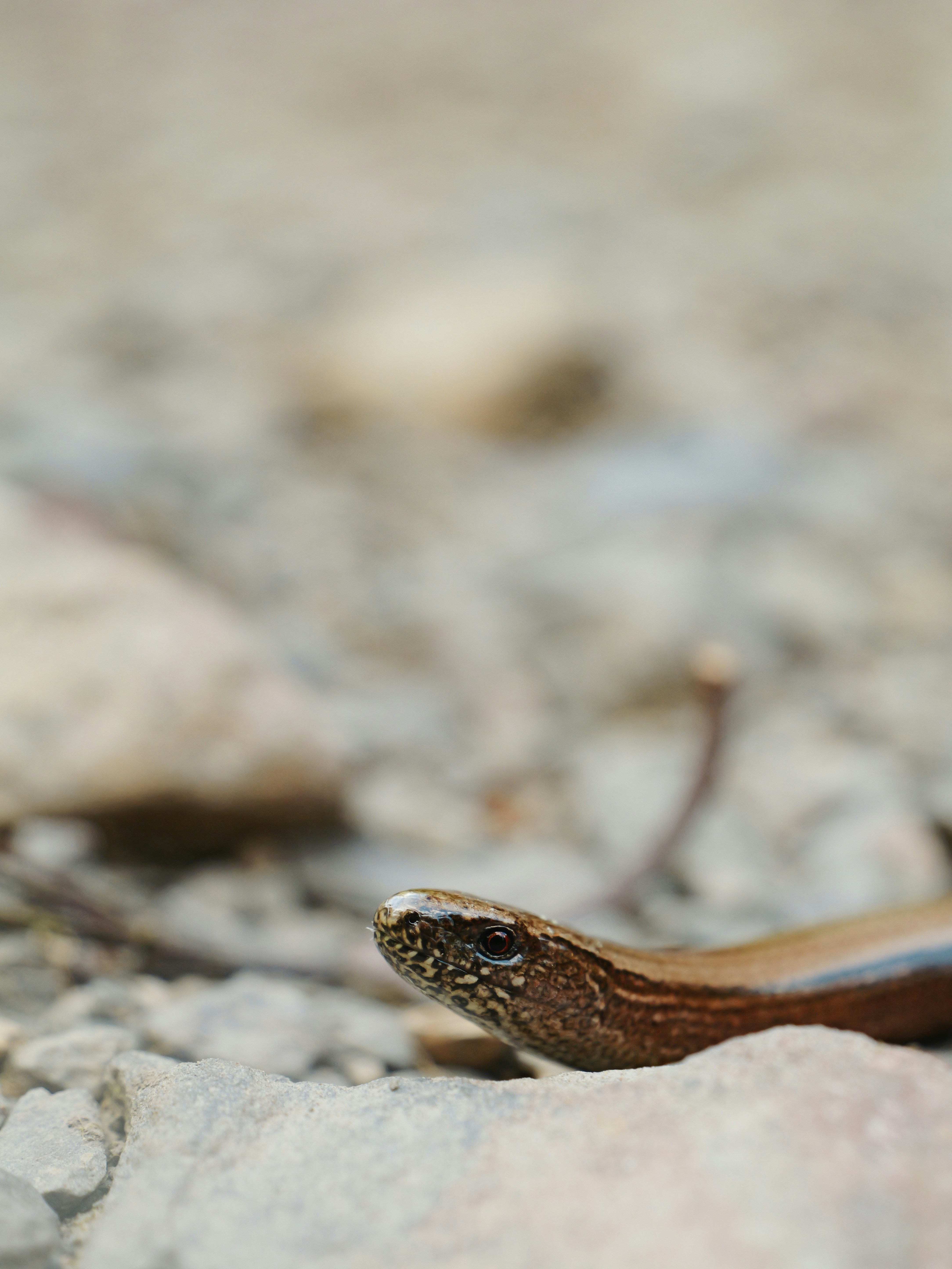 Low-profile Lizard on Pebbled Ground