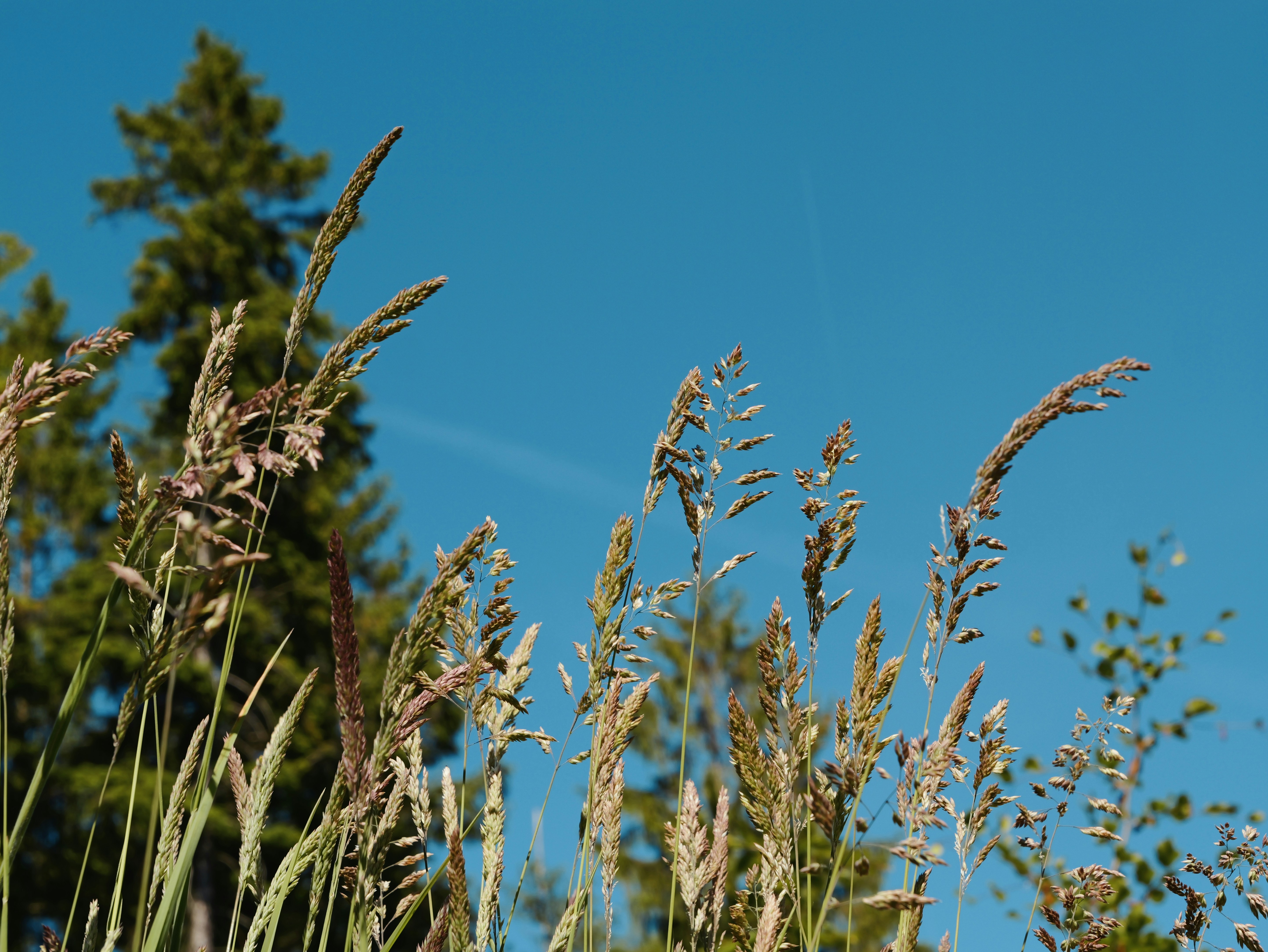 Tall Grass Under a Clear Sky: An Open-Field Portrait of Light and Texture