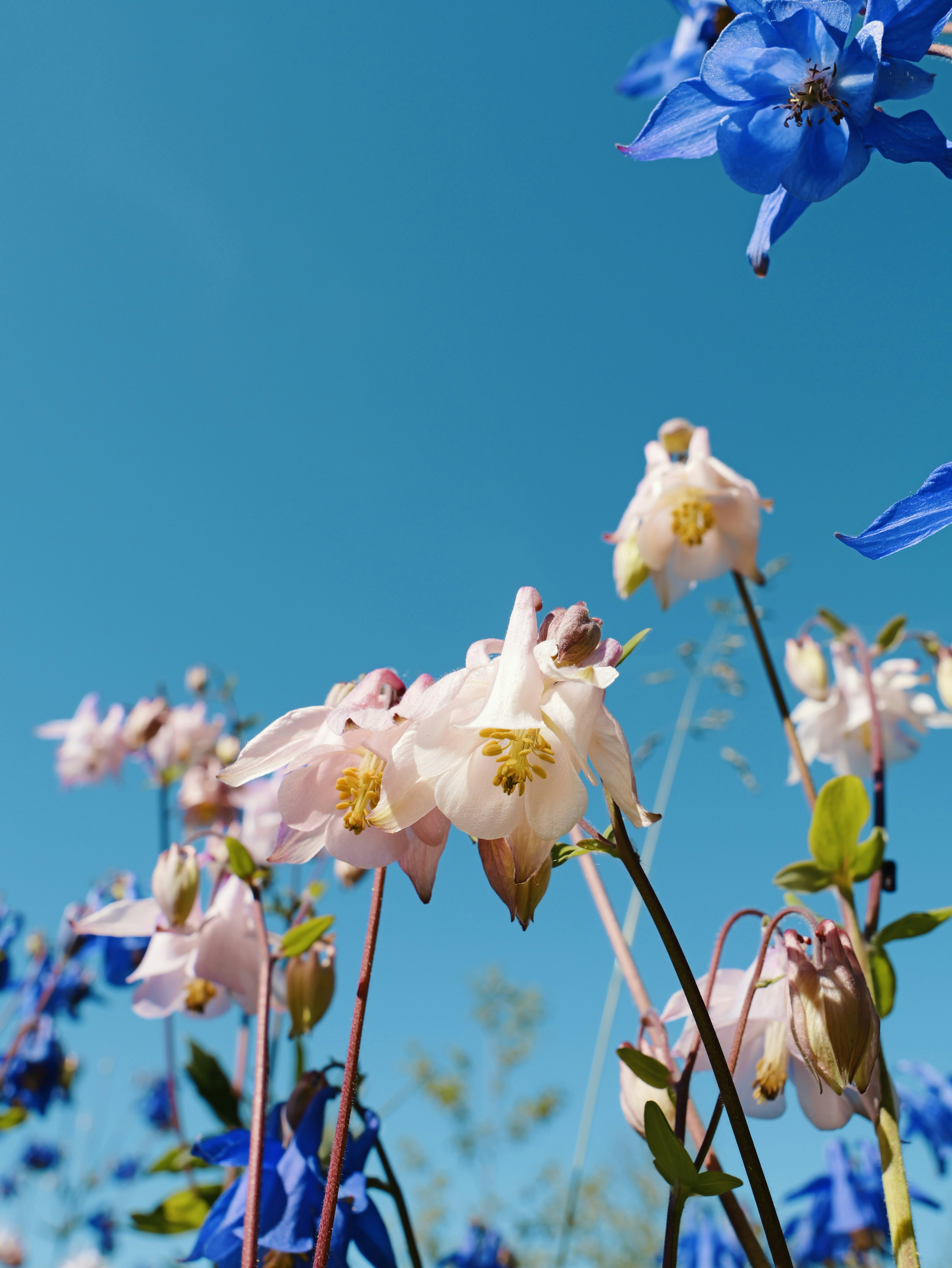 Low-Angle Bloom Chorus Under a Cerulean Sky