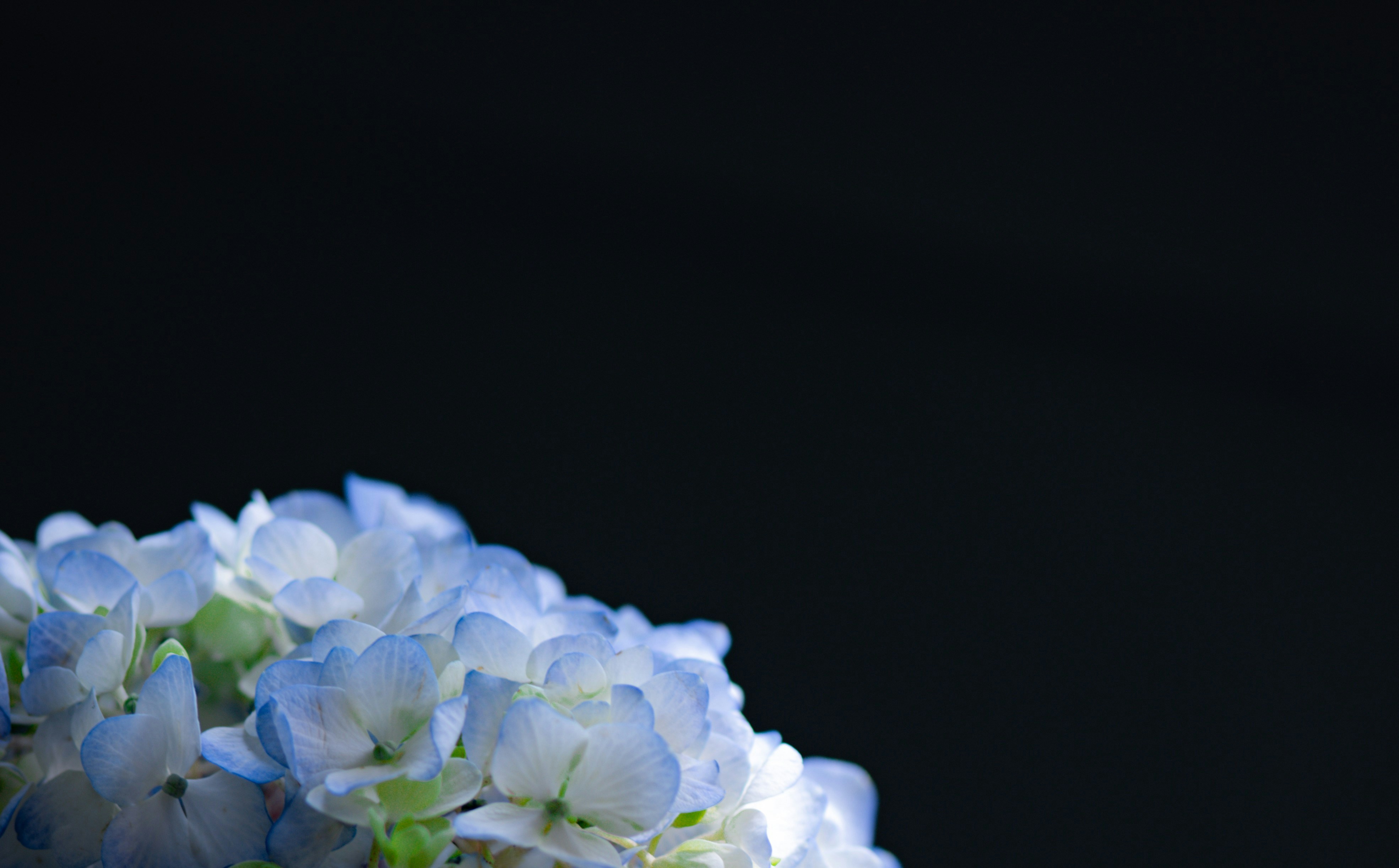 Blue Hydrangea Cluster at the Edge of Darkness