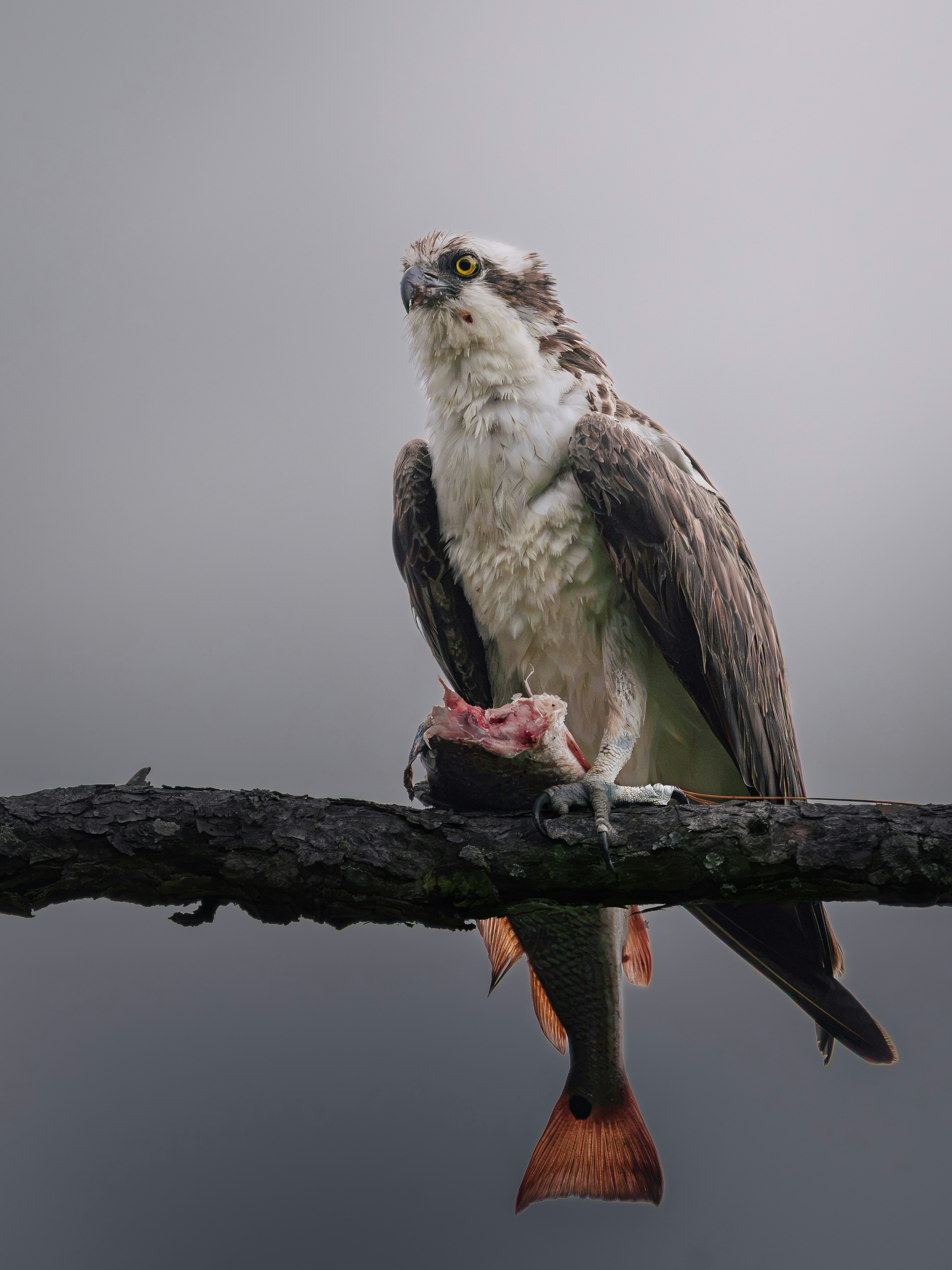 Raptor on a Blood-Red Perch: Focused Gaze Amid Quiet Skies