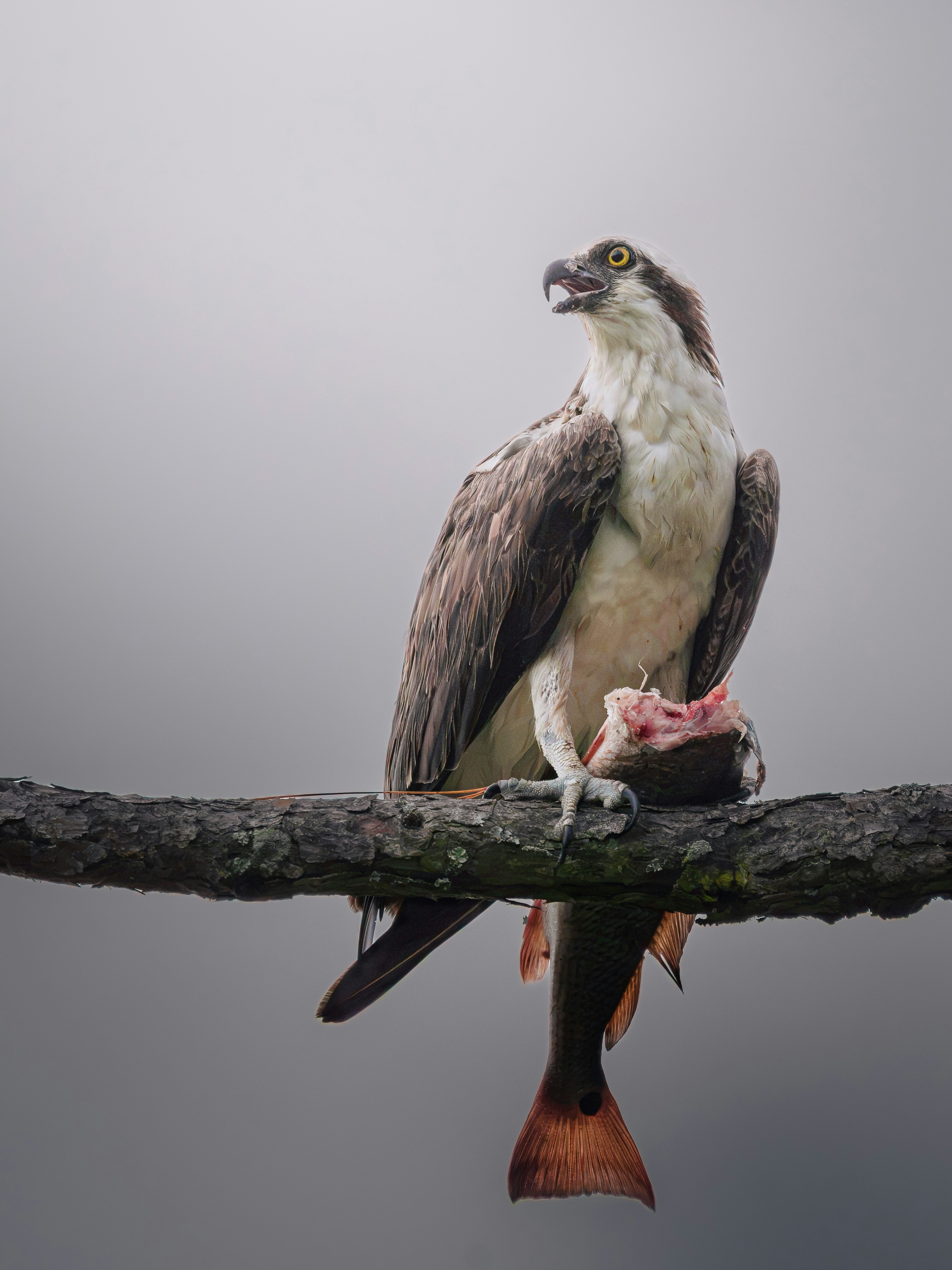 Osprey Sentry on a Blood-streaked Branch