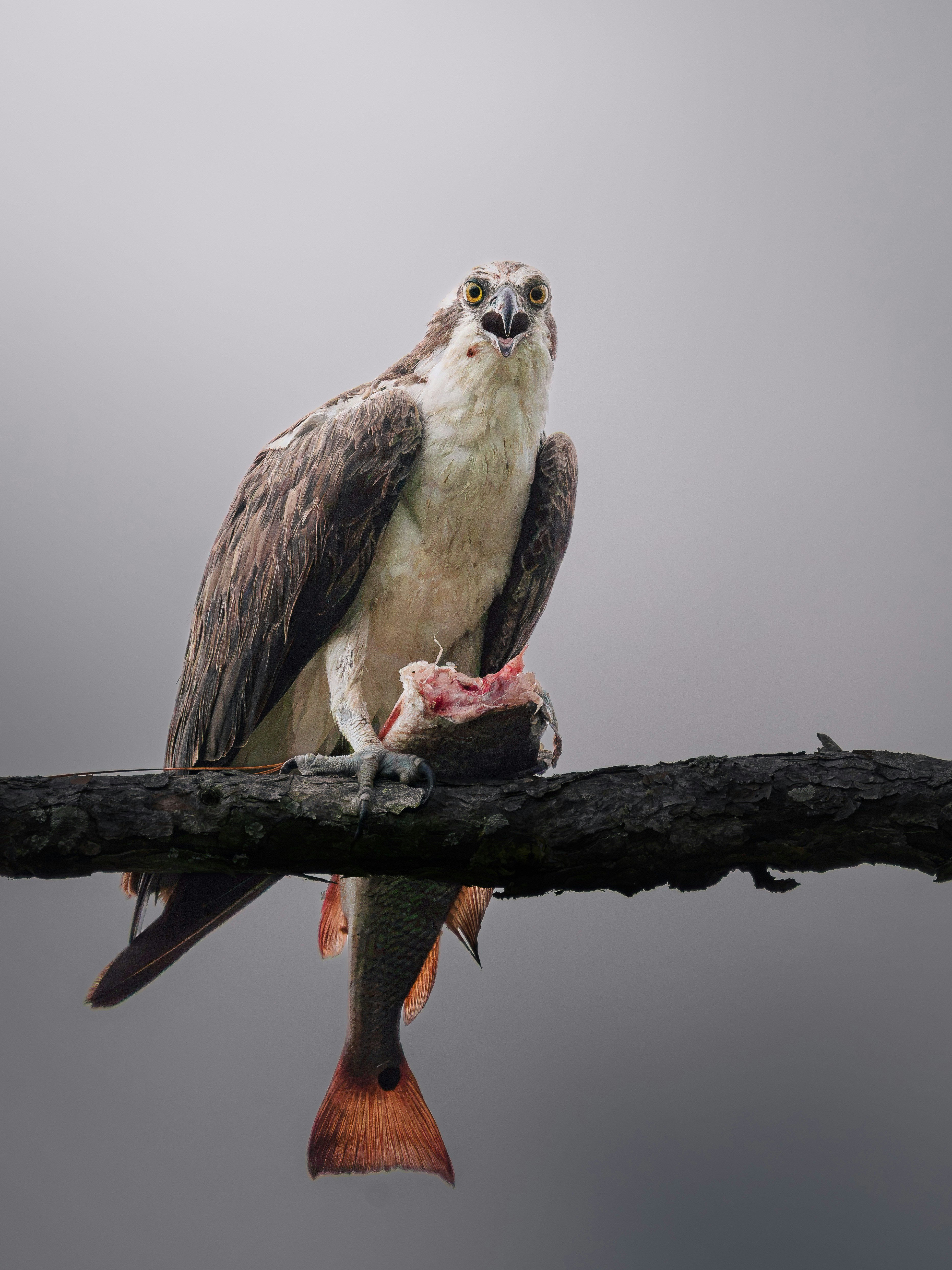 Raptor on a Blood-Red Diagonal: Hawk Holds Court Above a Carved Snack