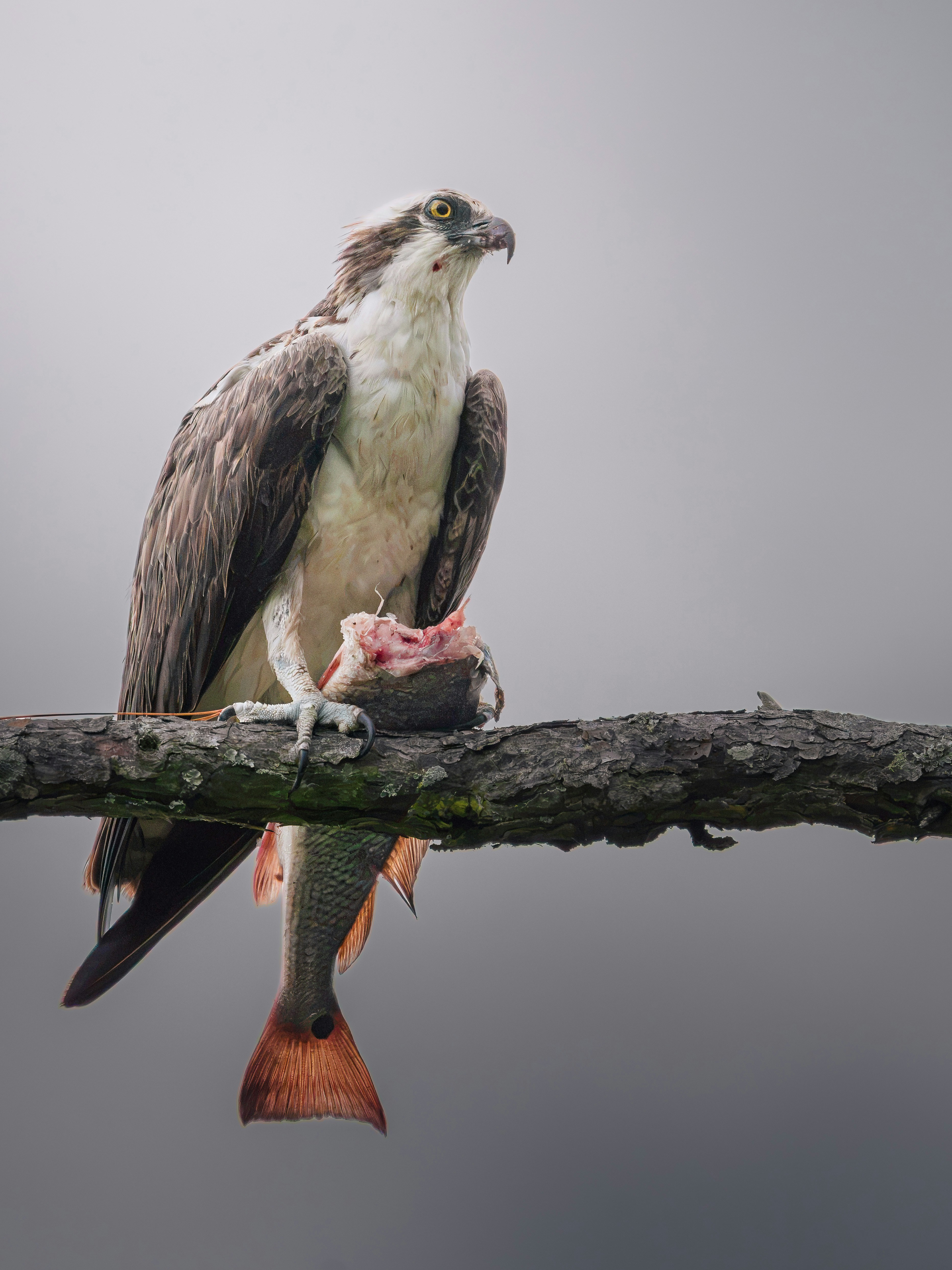 Raptor on a Log: A Hunger-Guarding Moment
